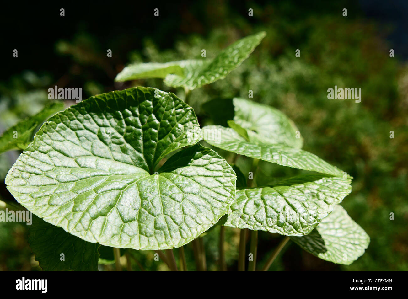 Wasabi, Wasabia japonica Stock Photo - Alamy