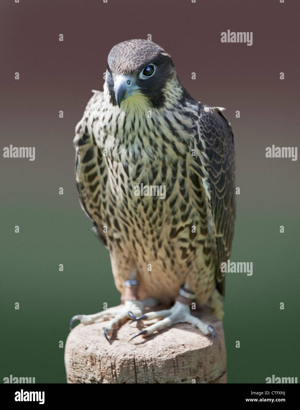 Peregrine Falcon ( falco peregrinus Stock Photo - Alamy