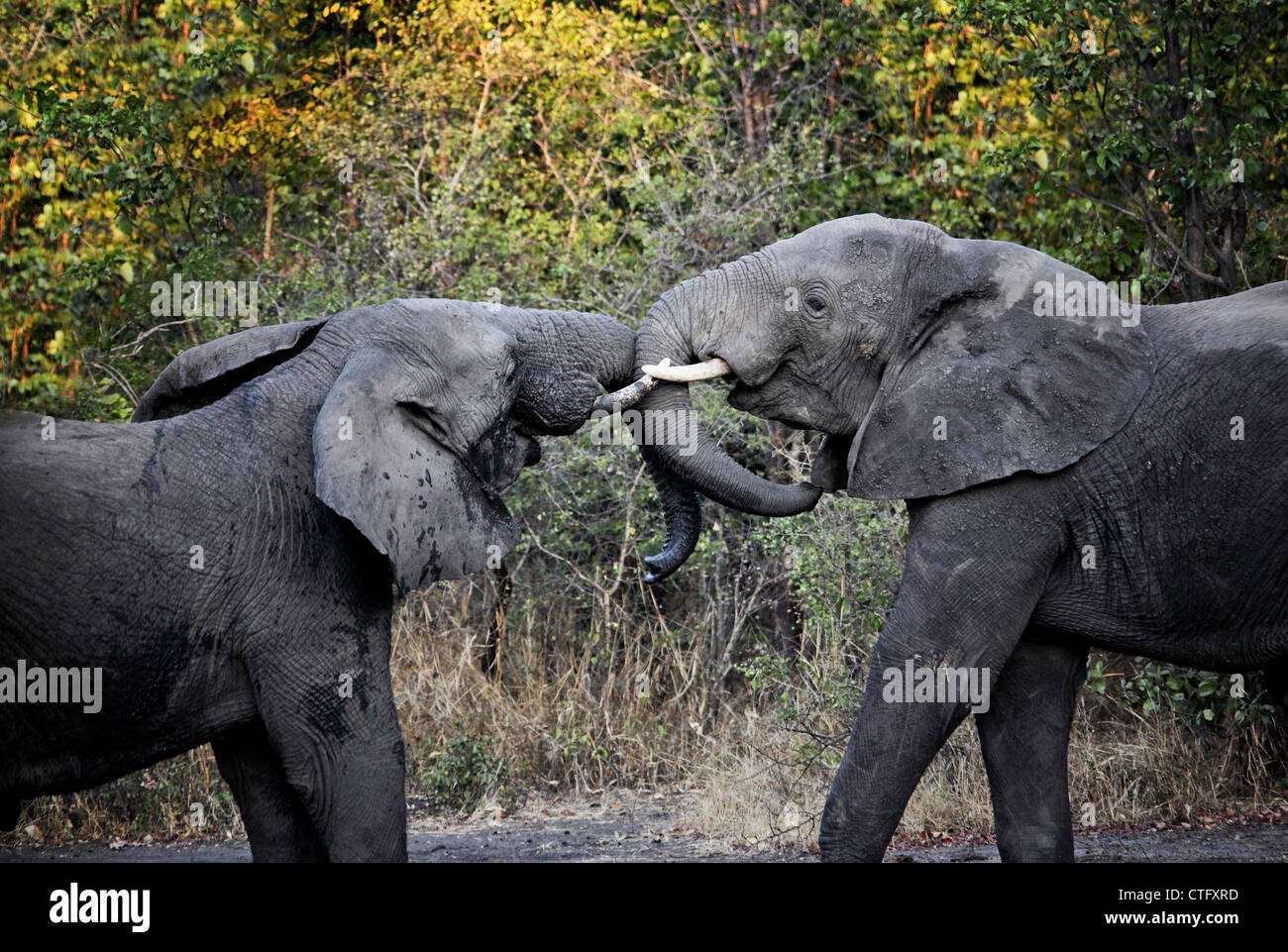 young elephants fight in luangwa national park Stock Photo - Alamy
