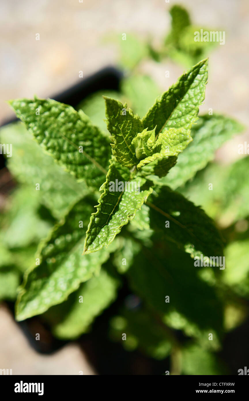 Mentha species hi-res stock photography and images - Alamy