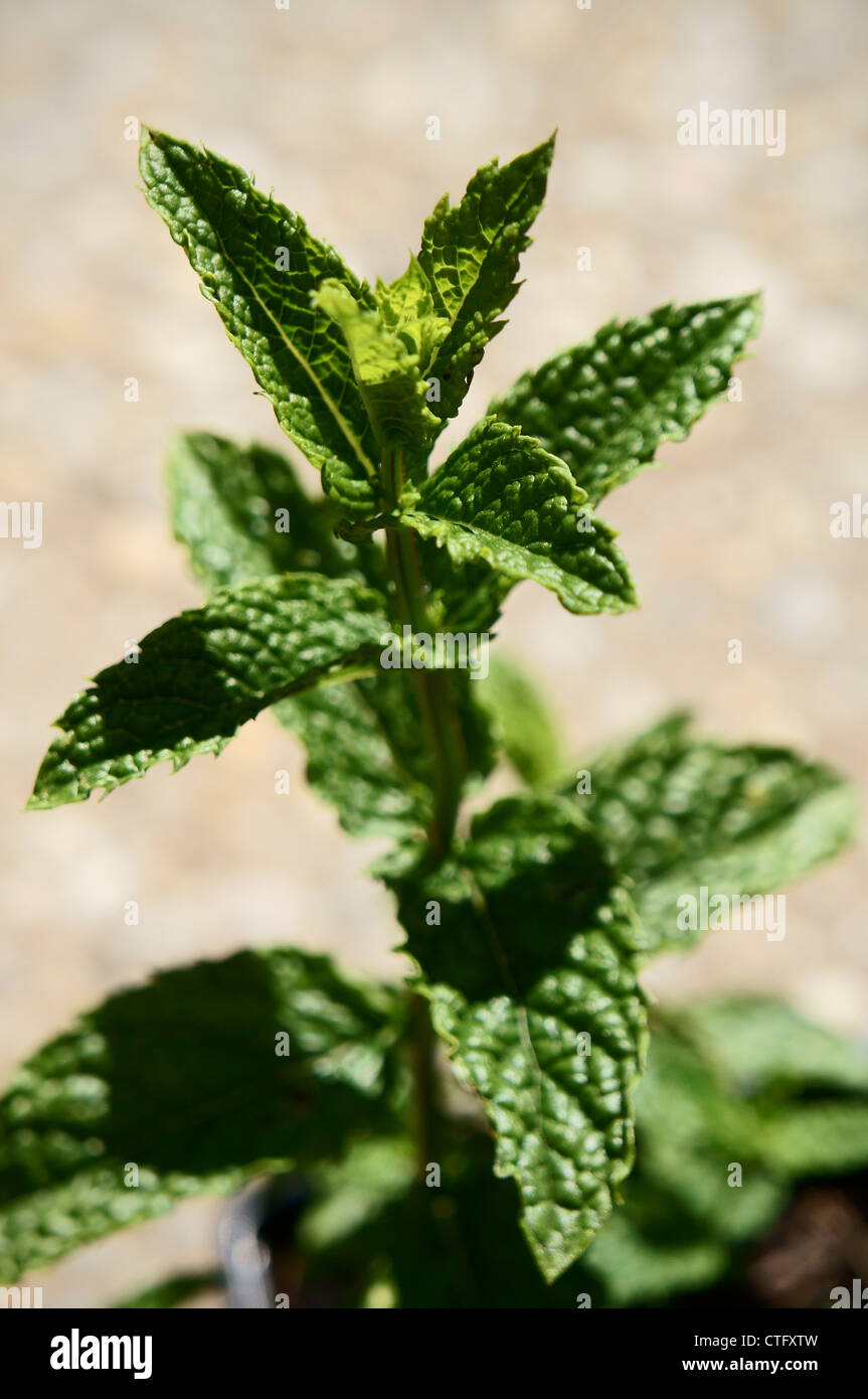 Mentha species Mojito Stock Photo - Alamy