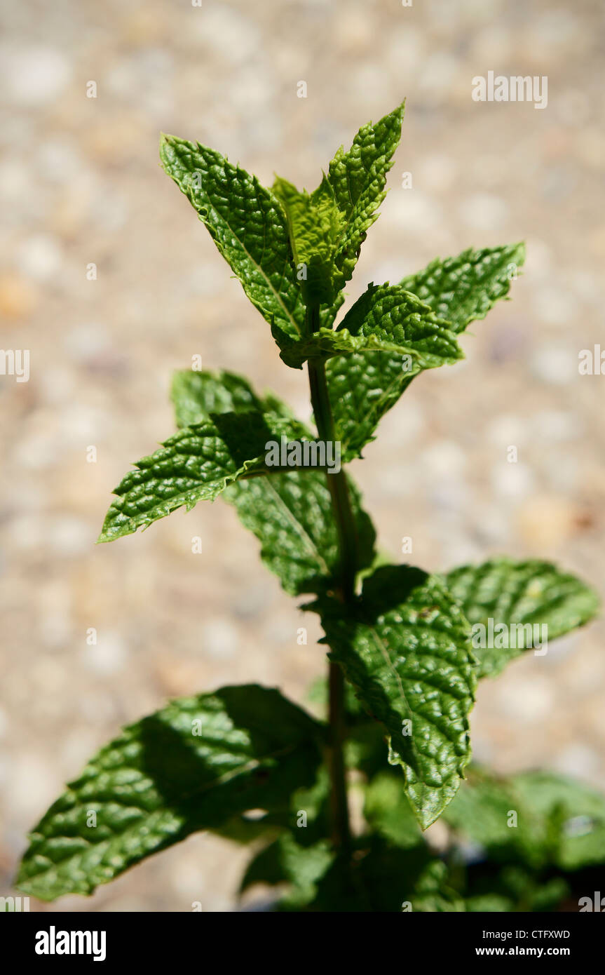 Mentha species Mojito Stock Photo - Alamy