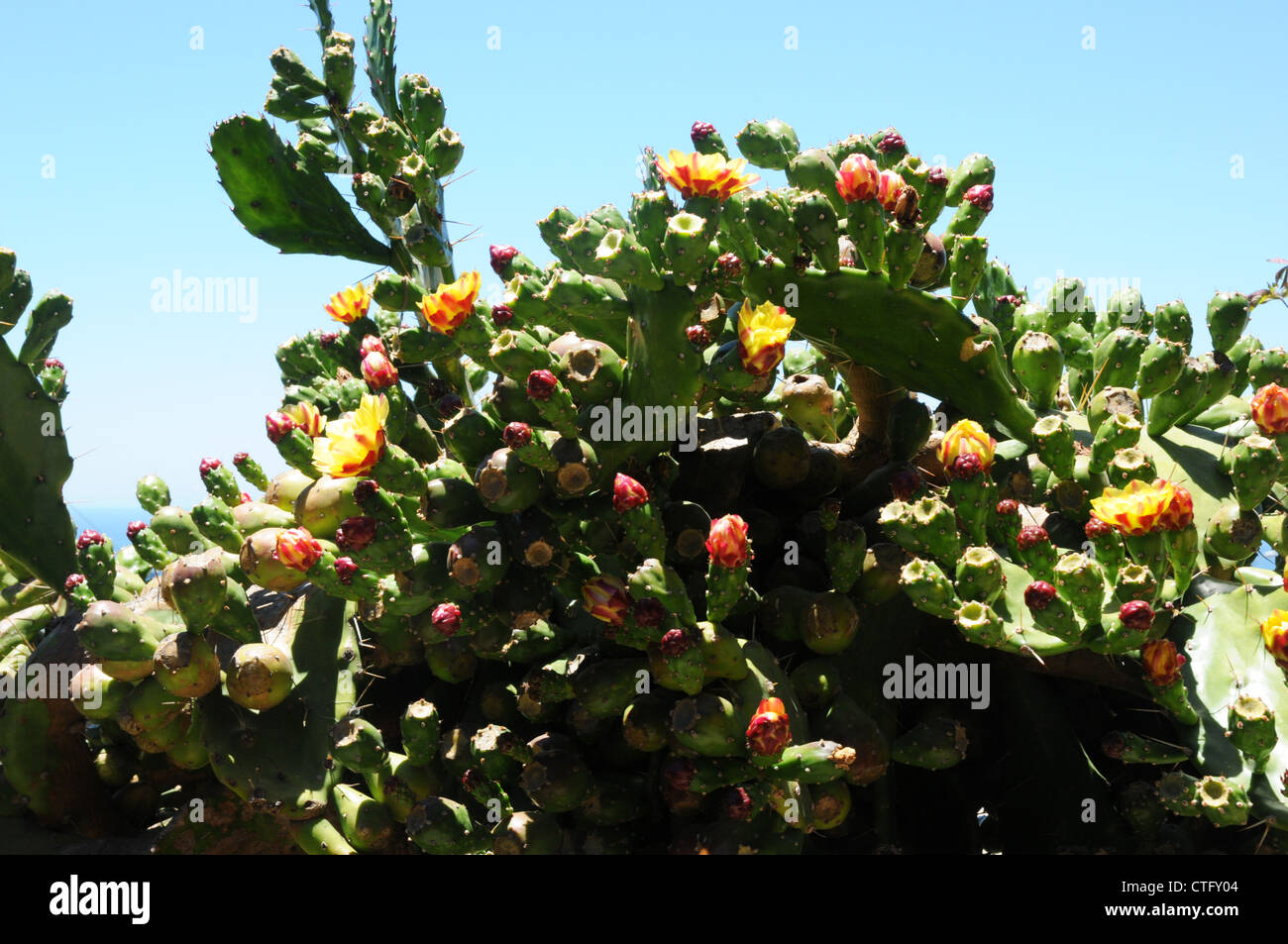 Chumbo, prickly pears, cactus flower, blue sky, Chile Stock Photo - Alamy
