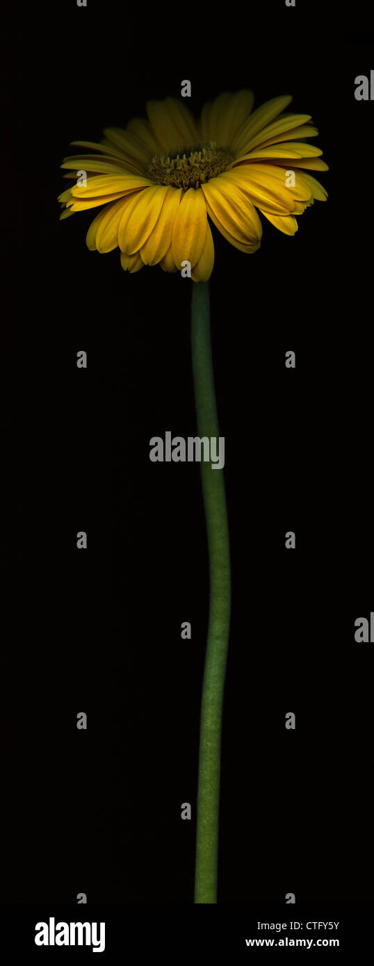 Gerbera 'Germini Davidson', Gerbera Stock Photo - Alamy