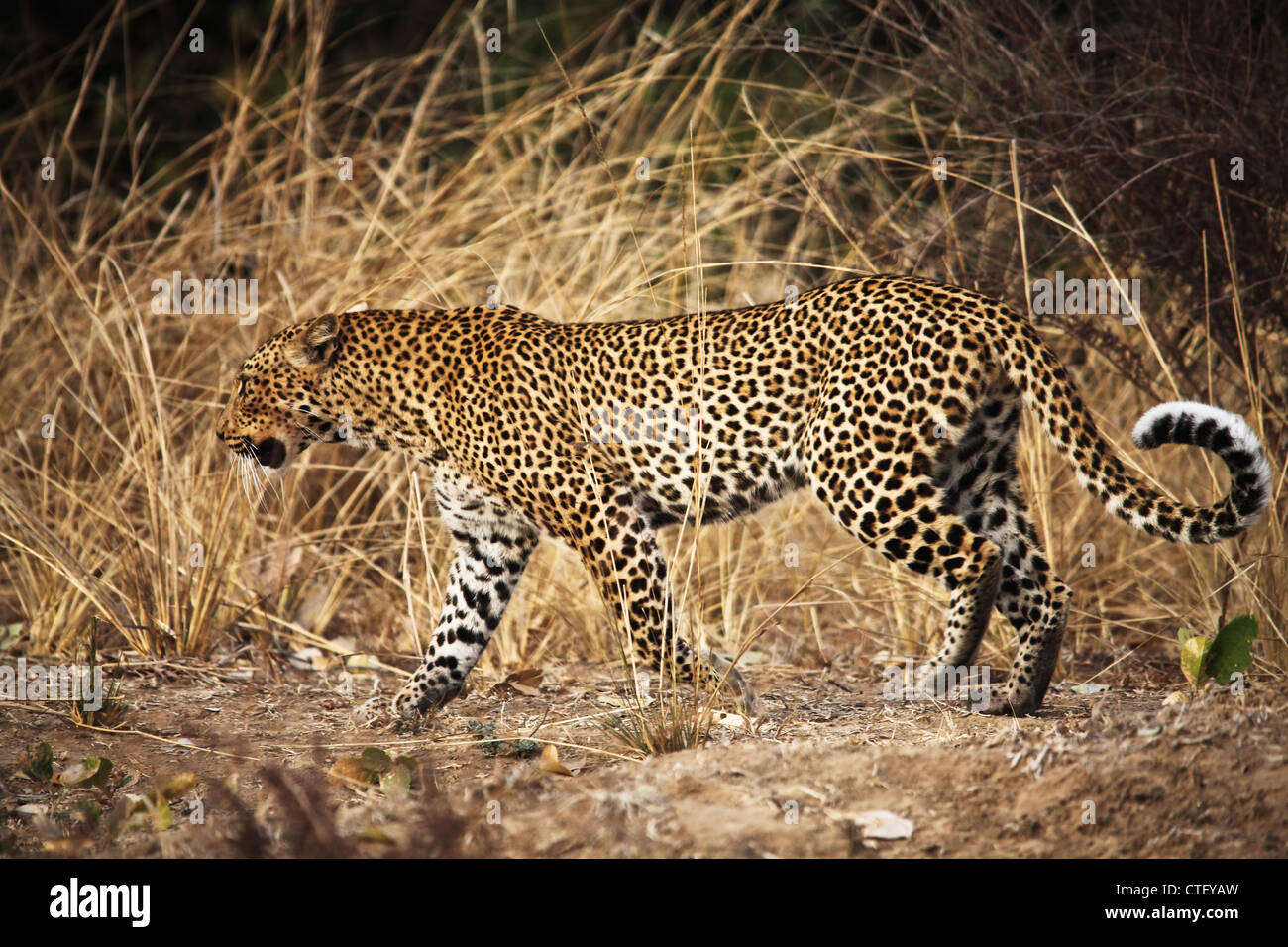 Leopard portrait on africa hi-res stock photography and images - Alamy