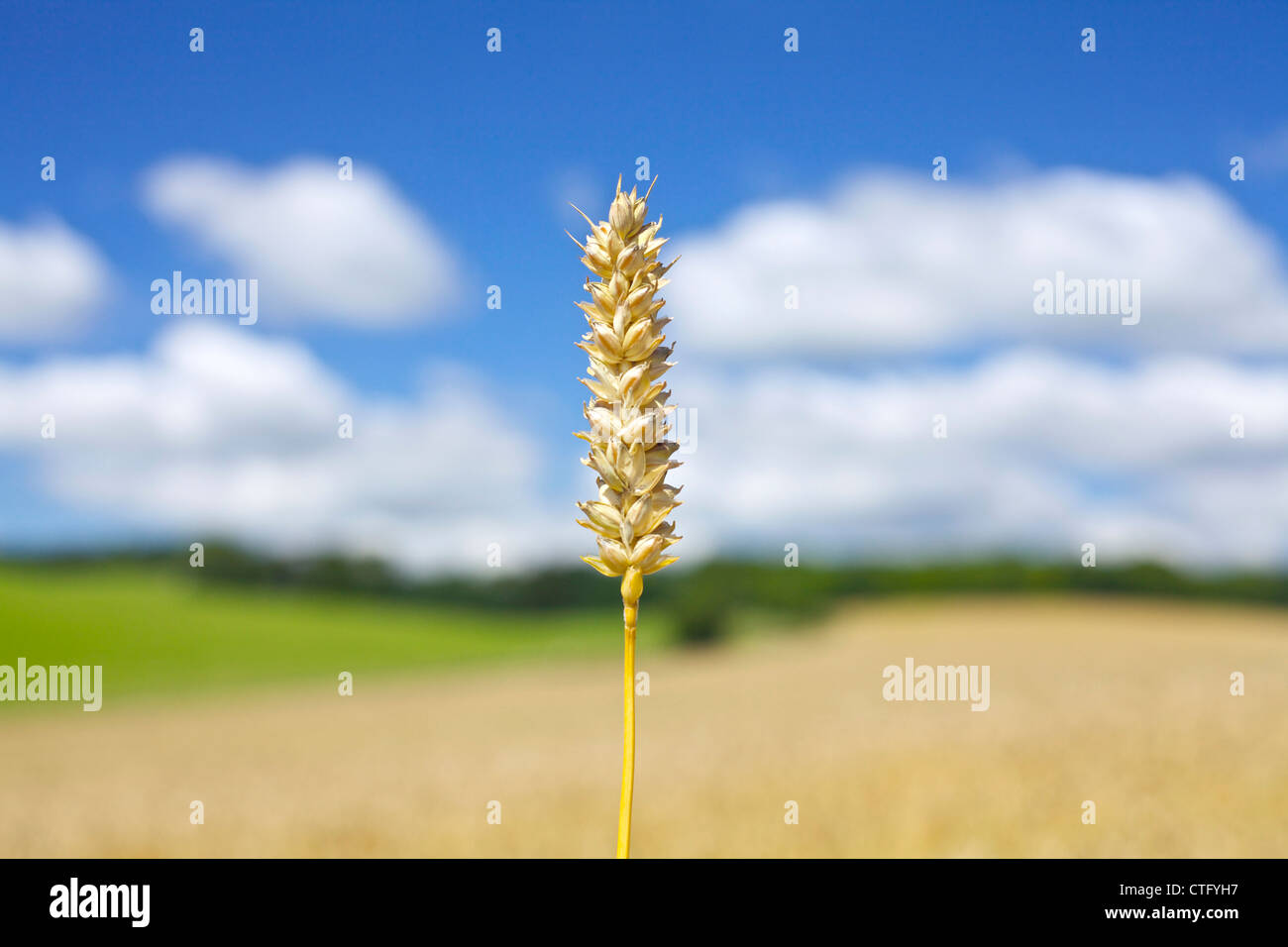 Single stalk of wheat grain against a blue and white sky and wheat ...