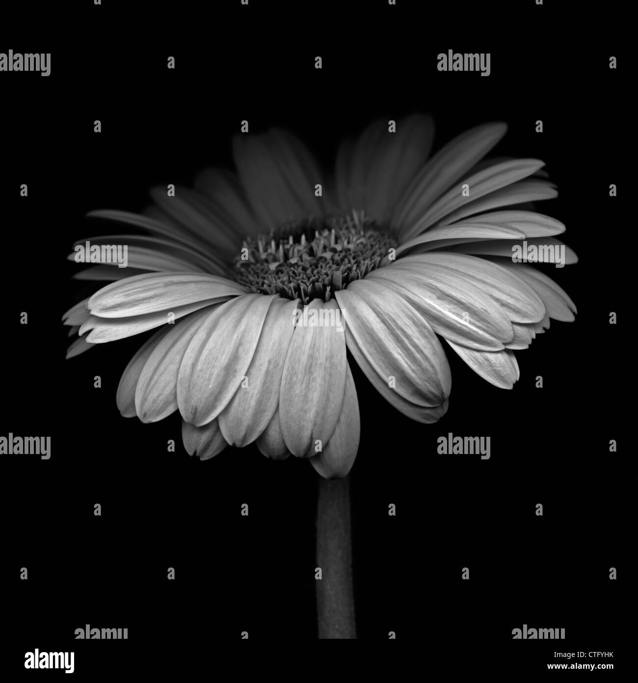 Gerbera flower side view Black and White Stock Photos & Images - Alamy