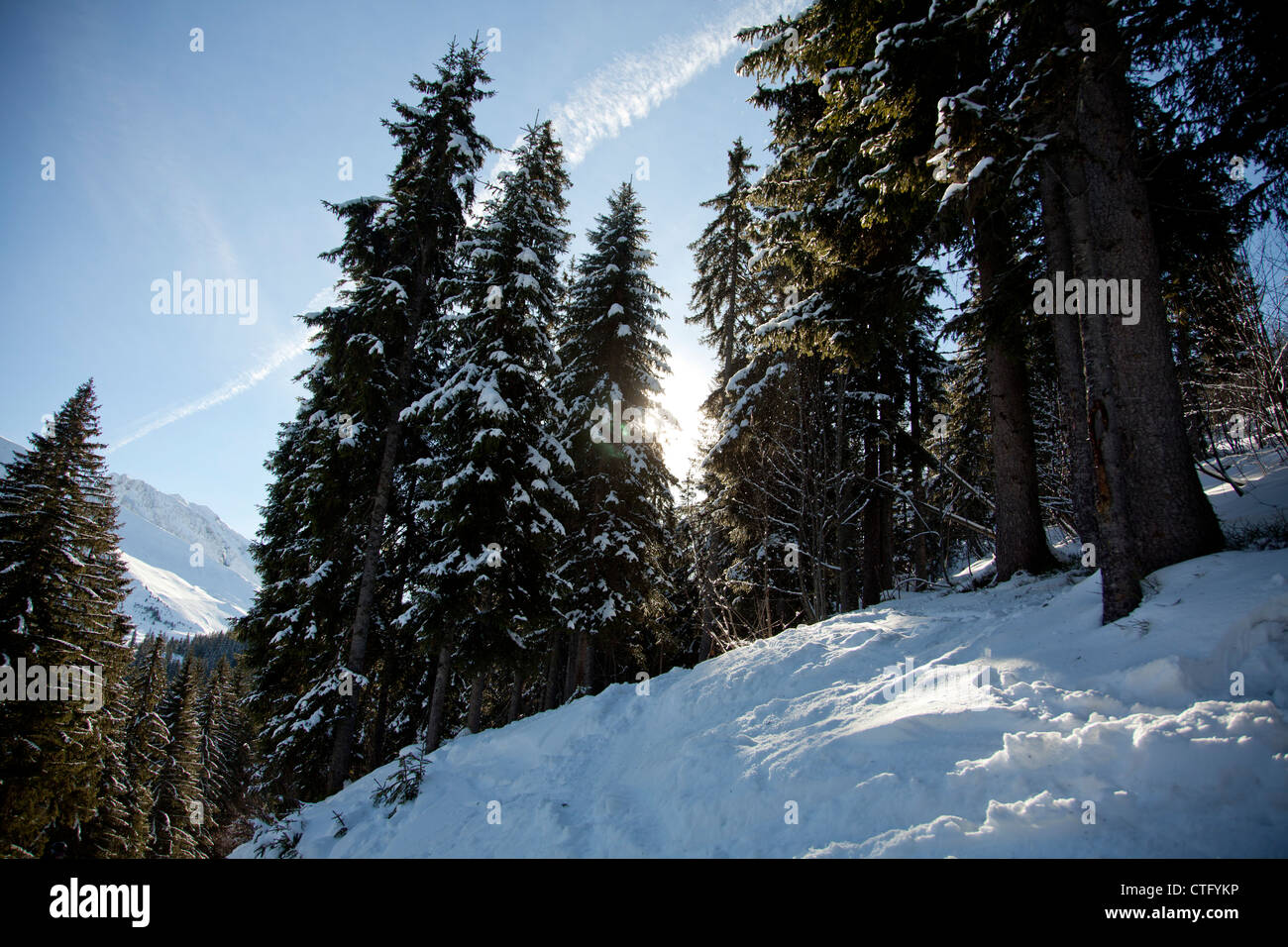 Pine trees alps hi-res stock photography and images - Alamy