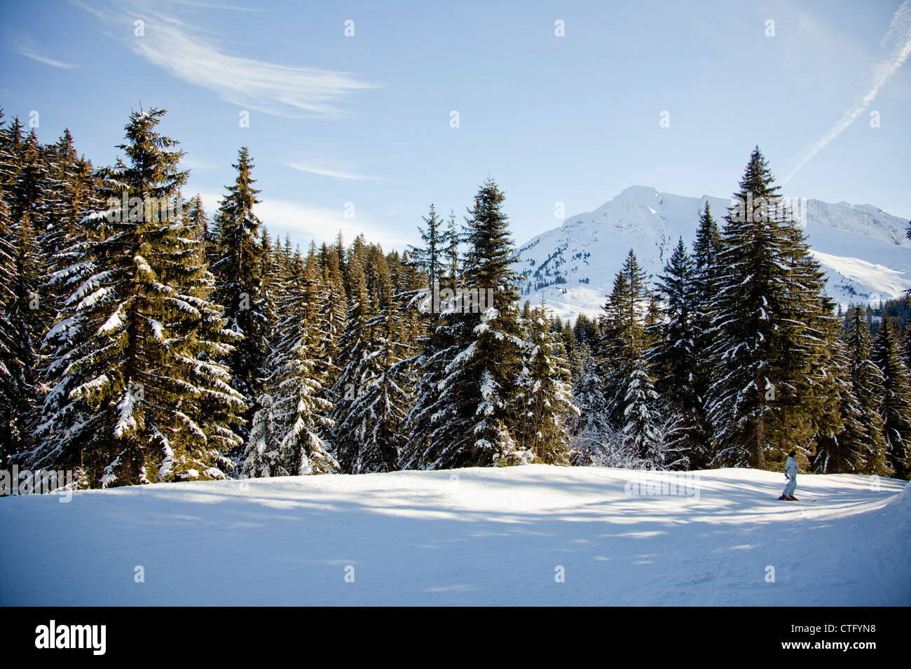 Pine trees snow hi-res stock photography and images - Alamy