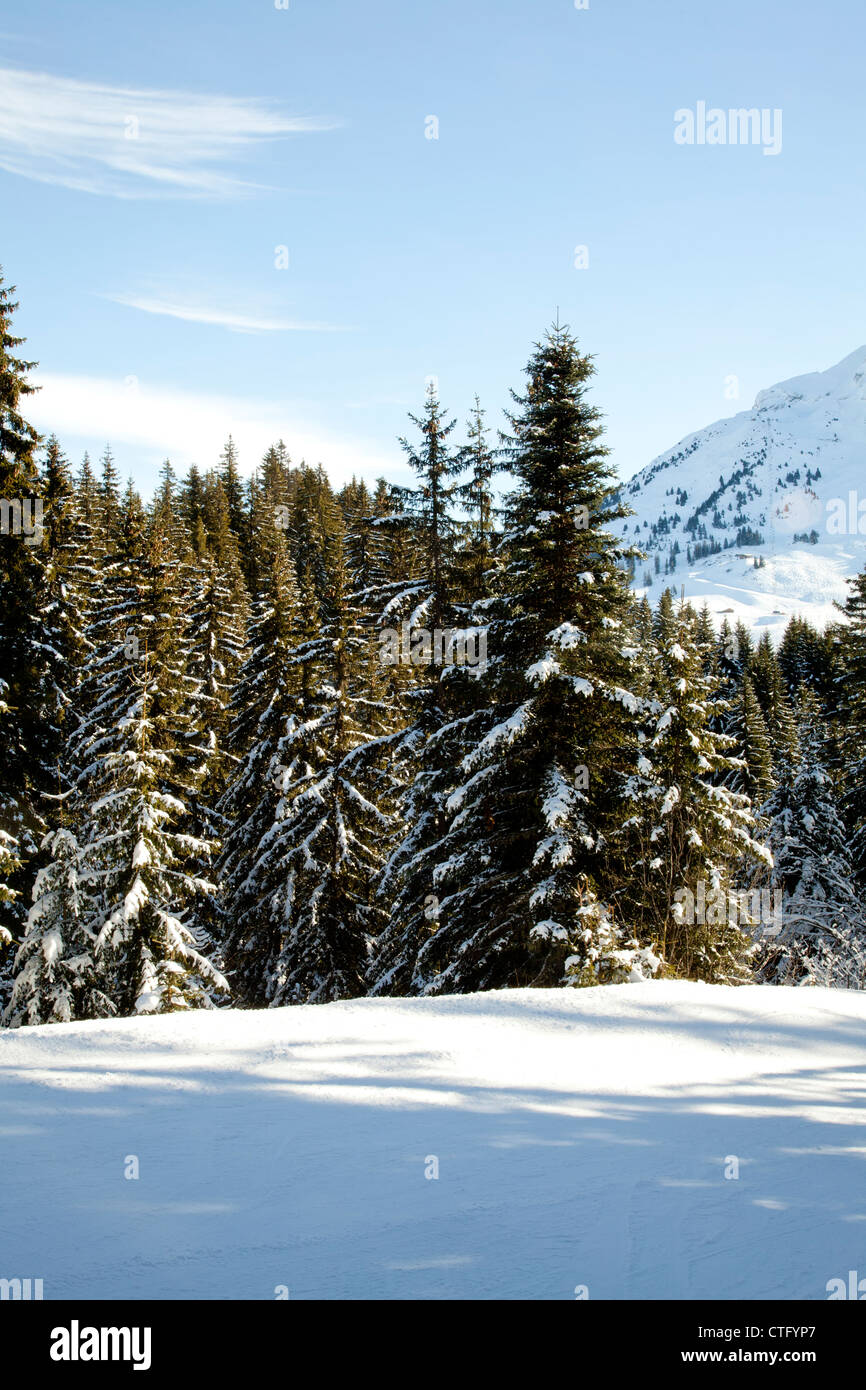 Pine trees snow hi-res stock photography and images - Alamy
