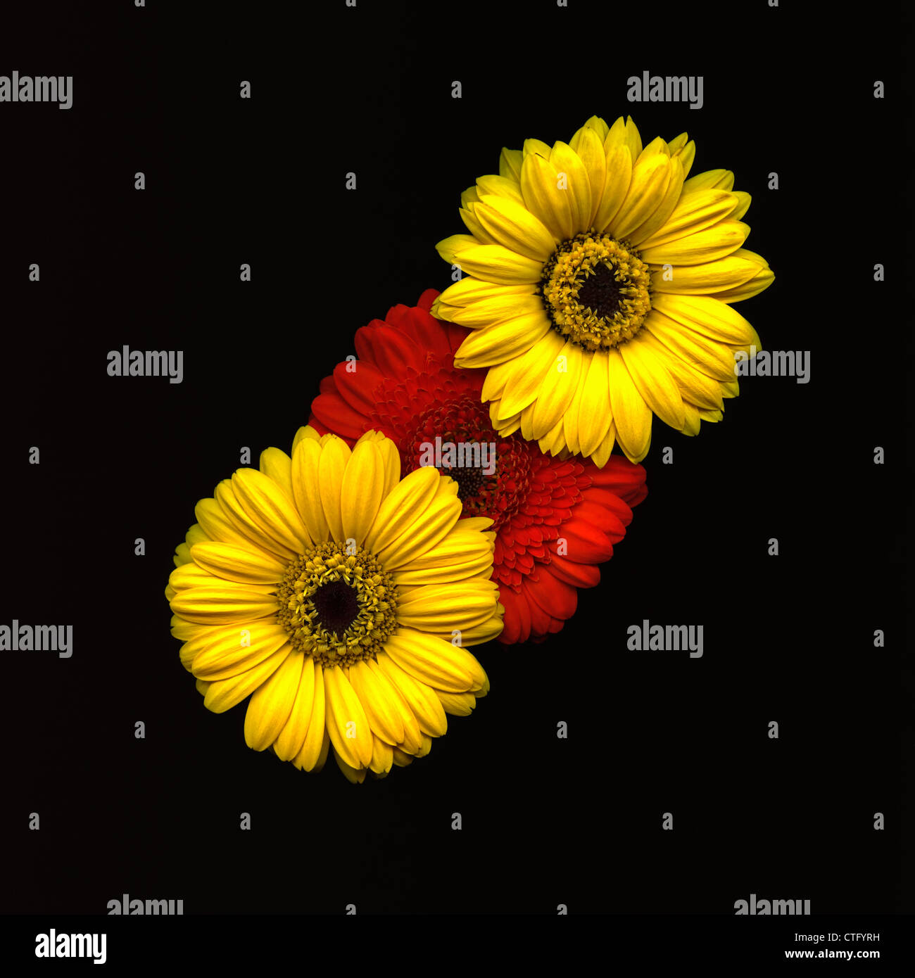 Gerbera Germini Davidson, Gerbera Stock Photo - Alamy