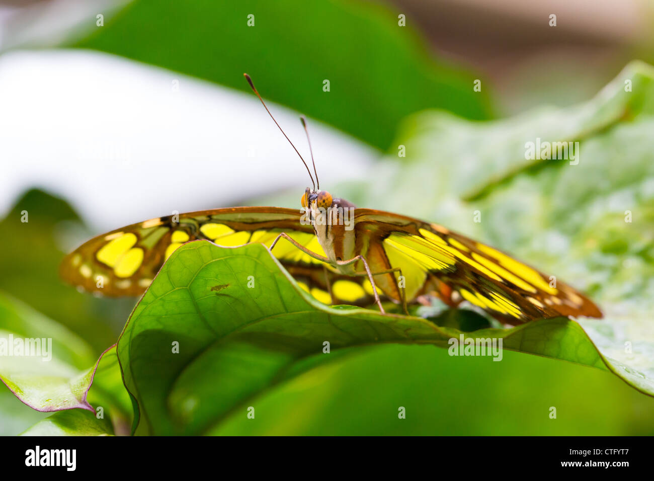 Beautiful Butterly closeup Stock Photo - Alamy