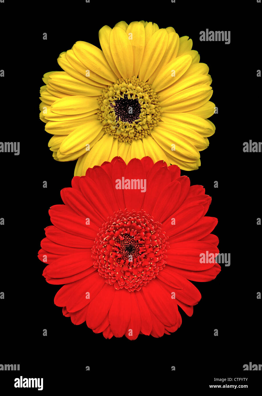 Gerbera 'Germini Davidson', Gerbera Stock Photo - Alamy