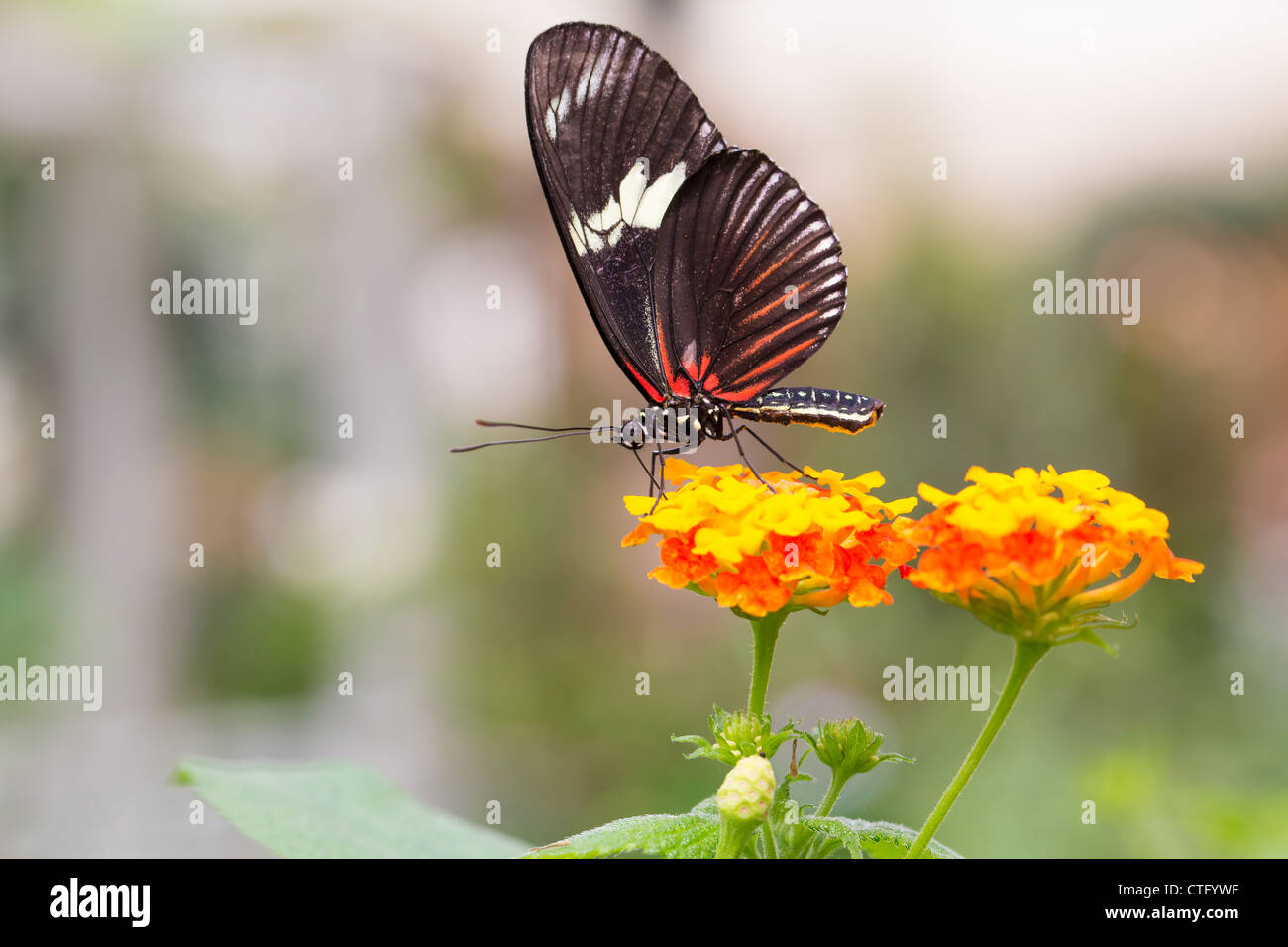 Beautiful Butterfly on colorful flower Stock Photo - Alamy