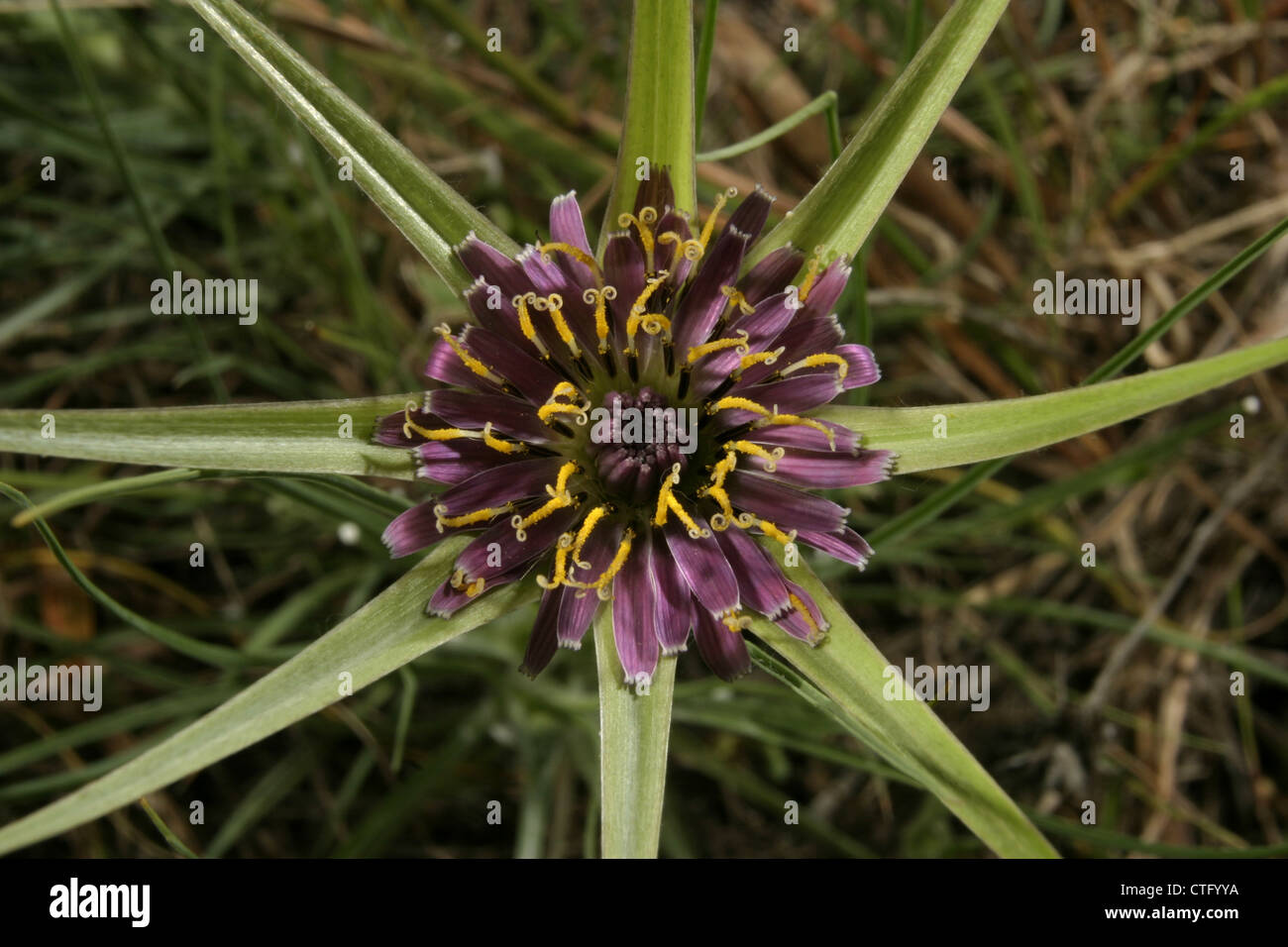 Picture: Steve Race - The Common Salsify (Tragopogon porrifolius ...