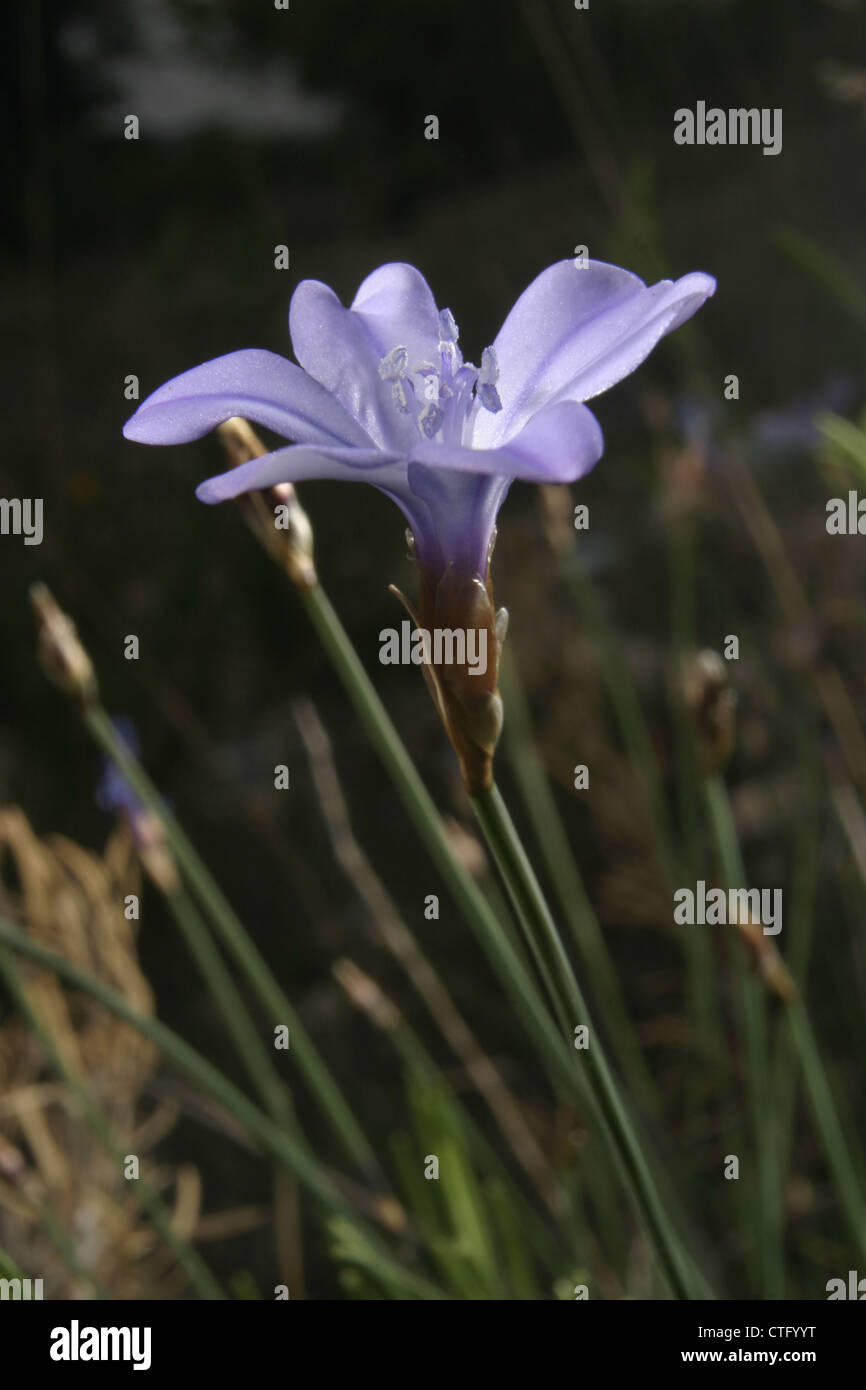 Grass lily hi-res stock photography and images - Alamy