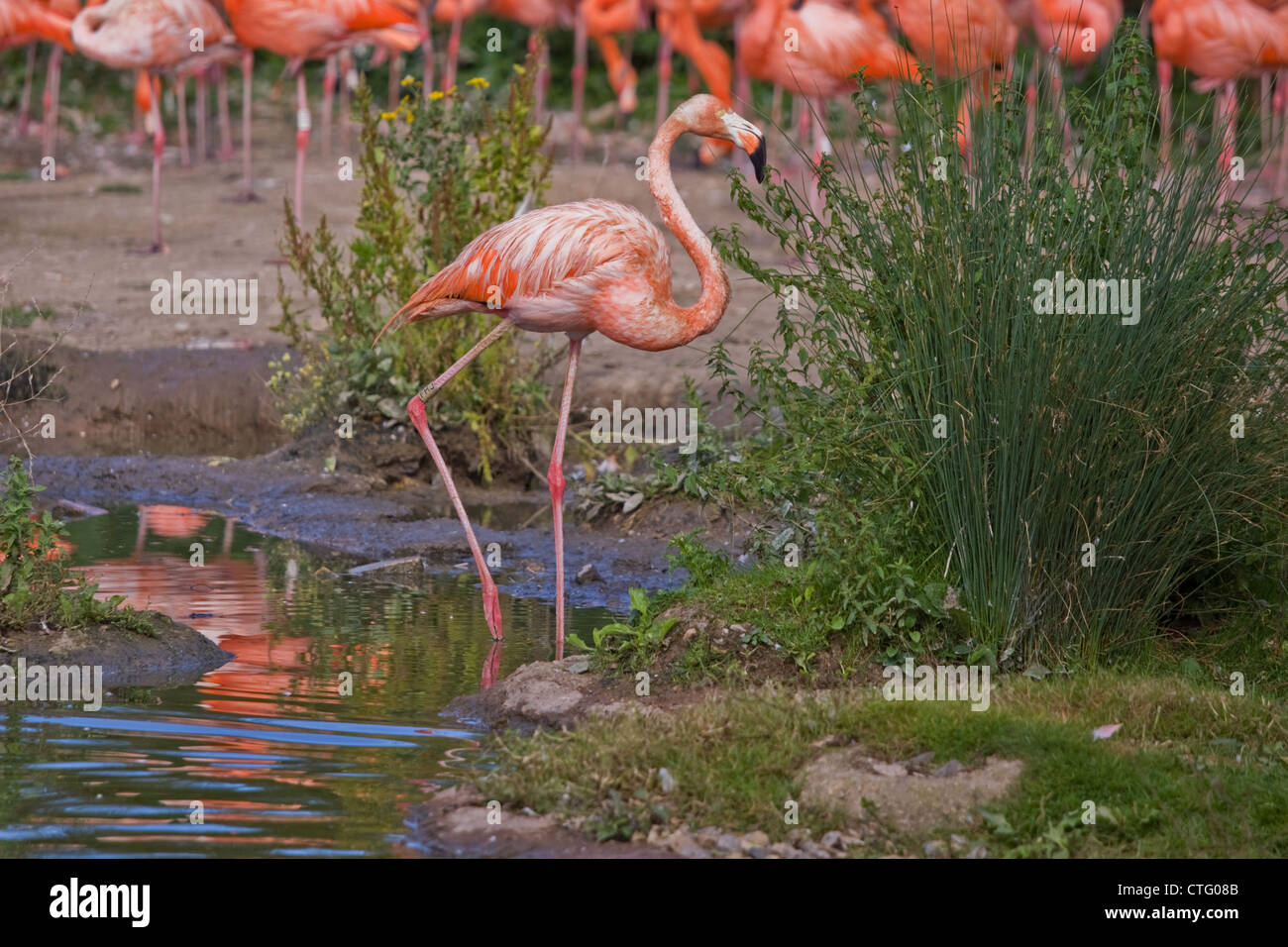 Captive flock of Caribbean Flamingo (phoenicopterus ruber Stock Photo ...