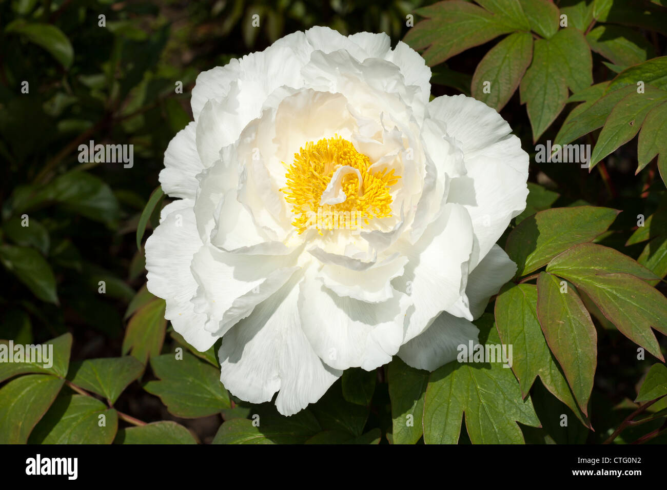 Flowering Tree Peony, Paeonia x suffruticosa, Hakuojishi, Paeoniaceae ...