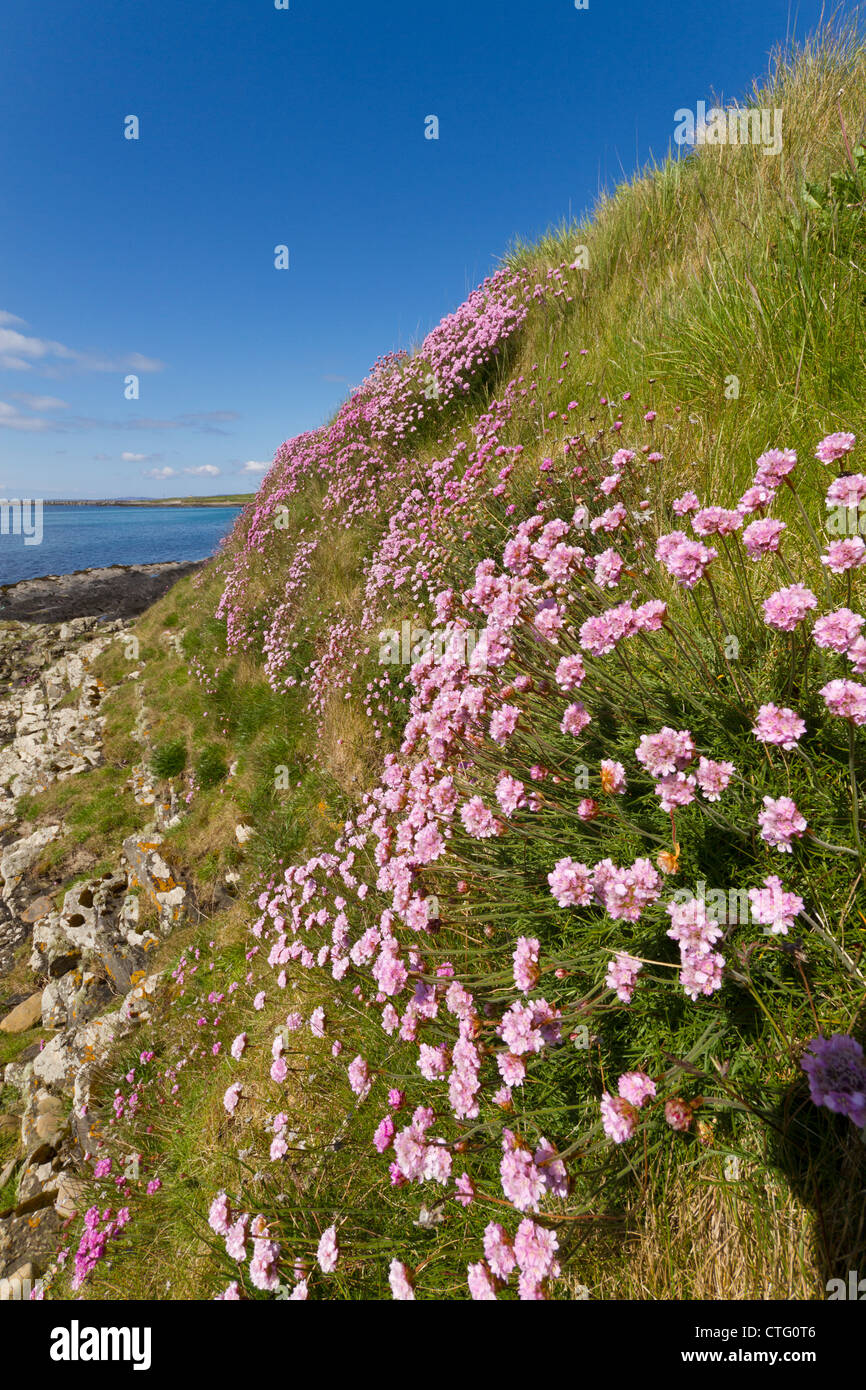 Orkney coastal view hi-res stock photography and images - Alamy