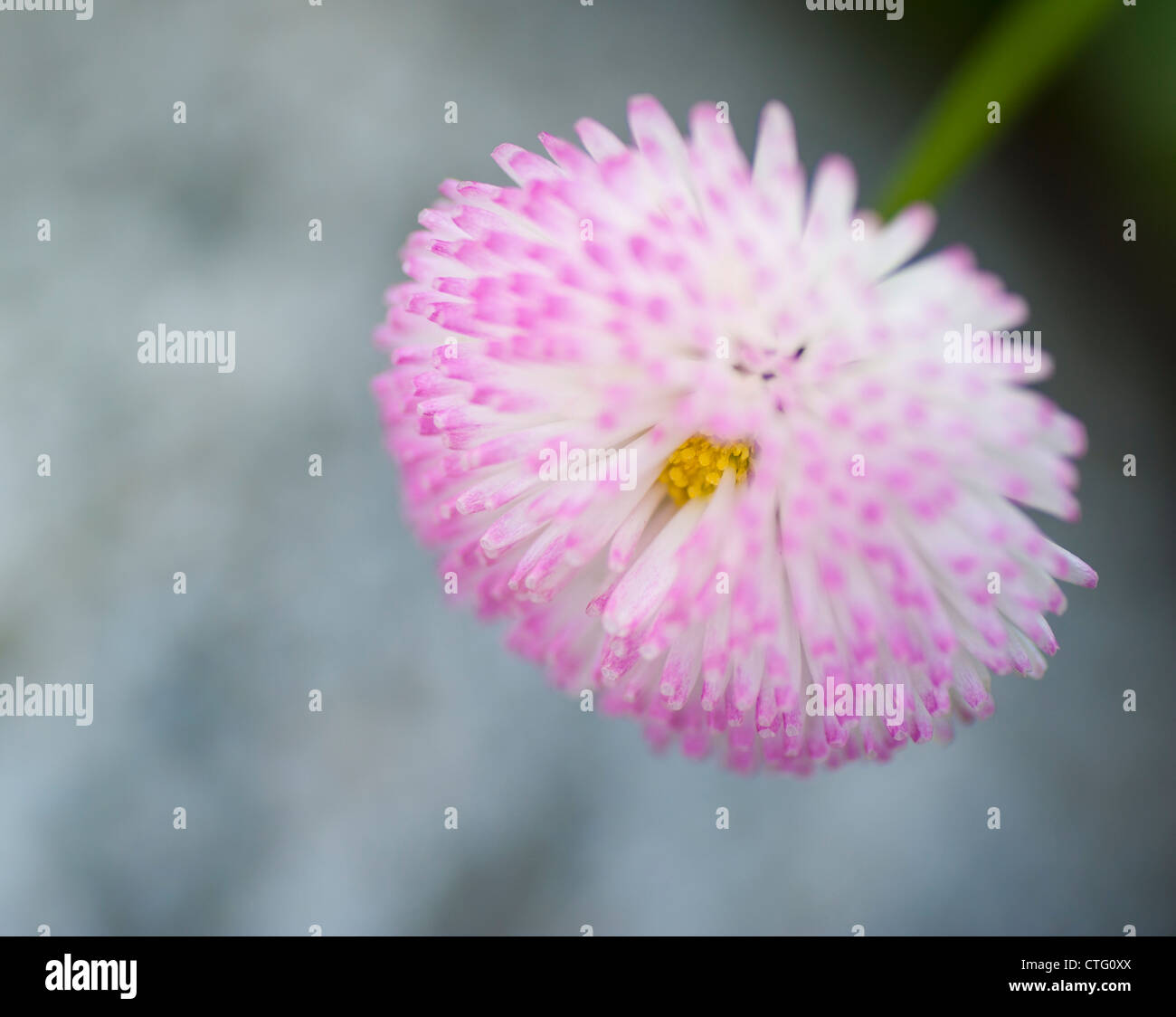 One single pink aster against a light grey background Stock Photo - Alamy
