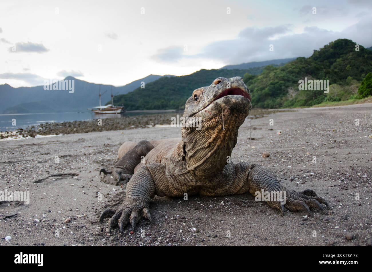 Komodo dragon, Rinca Island, Komodo national park, Indonesia Stock ...
