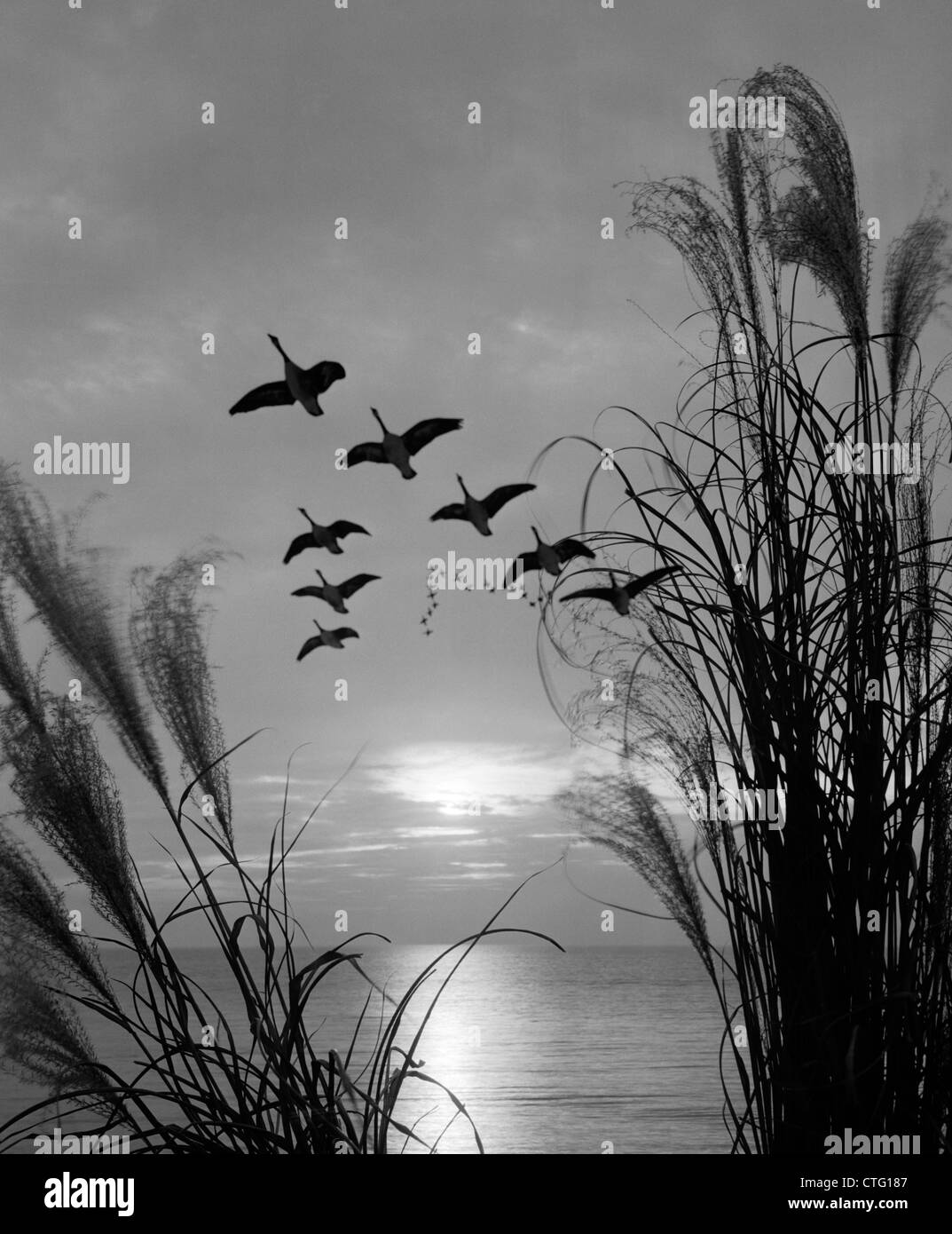 1960s WILD GEESE IN V FORMATION IN FLIGHT OVER WATER SEEN THROUGH REEDS ...