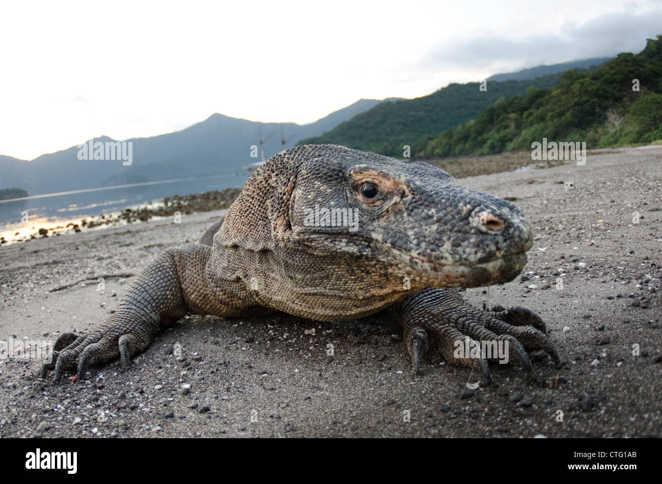 Komodo dragon, Rinca Island, Komodo national park, Indonesia Stock ...