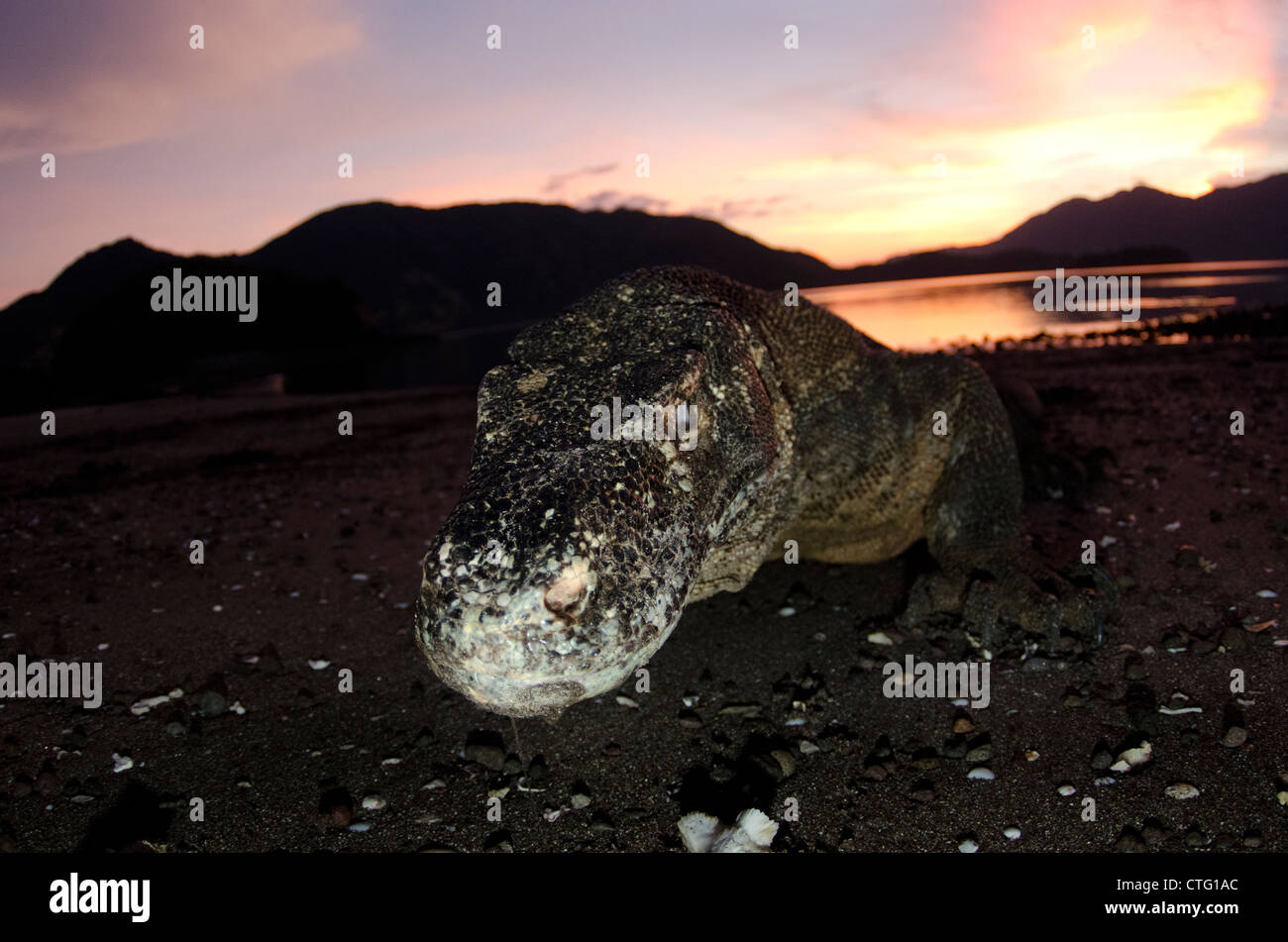 Komodo dragon, Rinca Island, Komodo national park, Indonesia Stock ...
