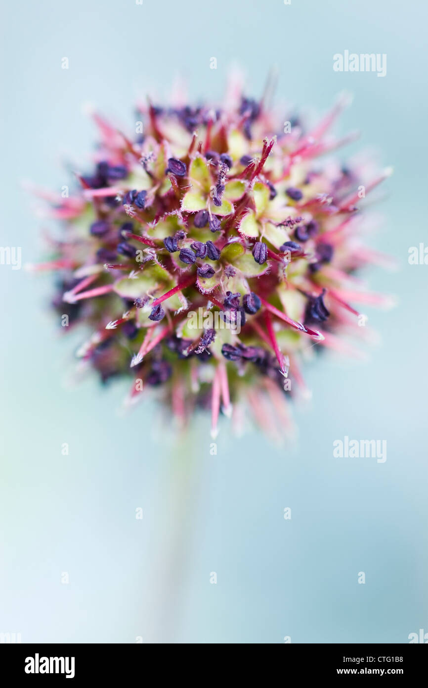 Acaena High Resolution Stock Photography and Images - Alamy
