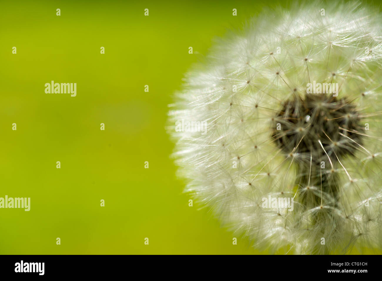 Dandelion seed pods hi-res stock photography and images - Alamy