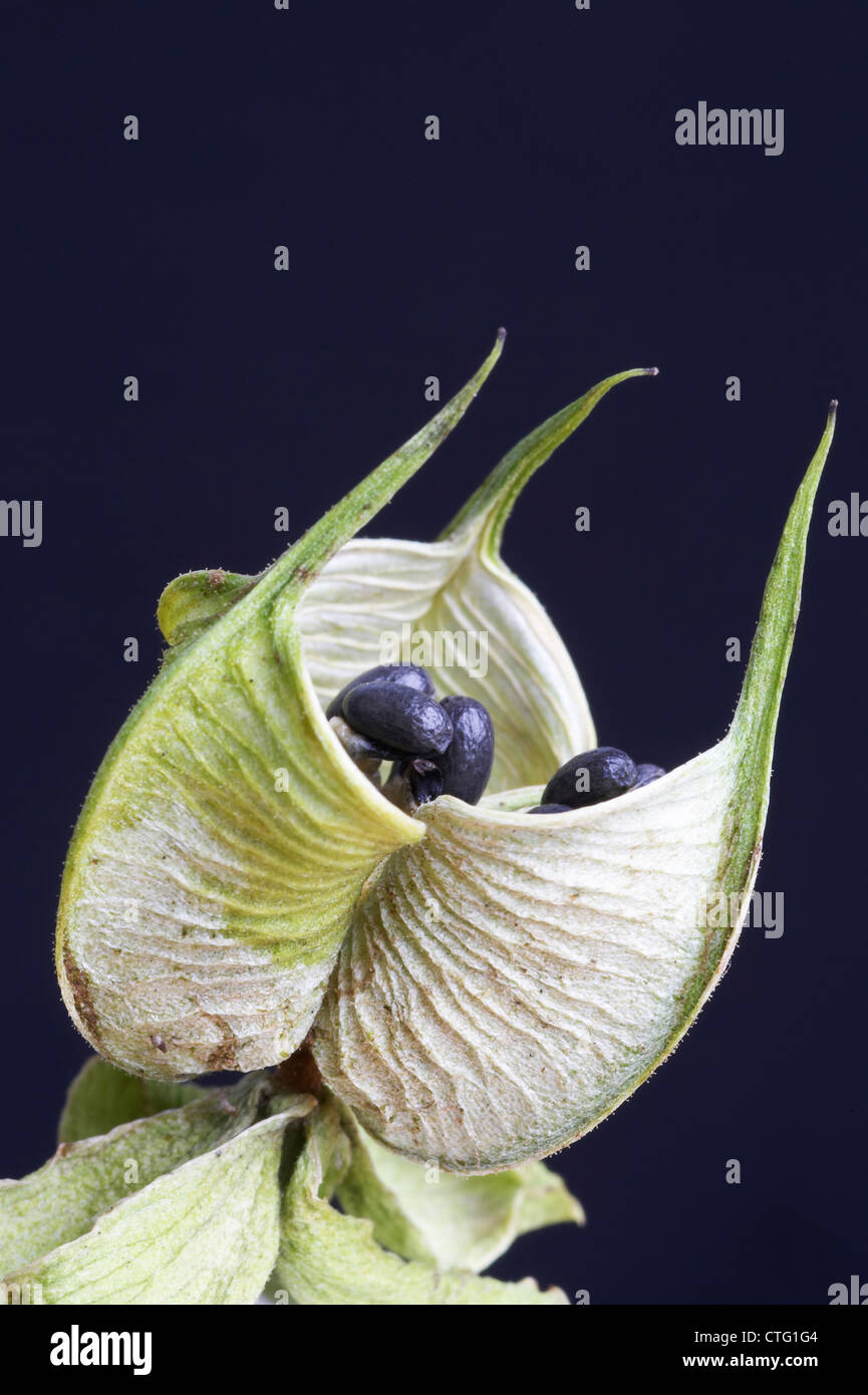 Helleborus foetidus, Hellebore, Stinking Hellebore Stock Photo - Alamy