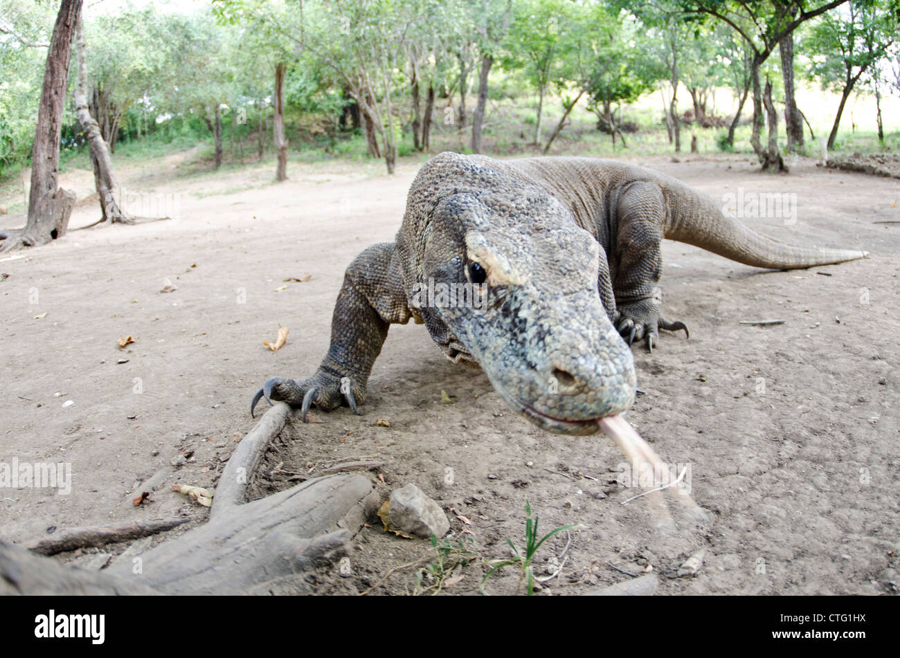 Komodo dragon, Rinca Island, Komodo national park, Indonesia Stock ...
