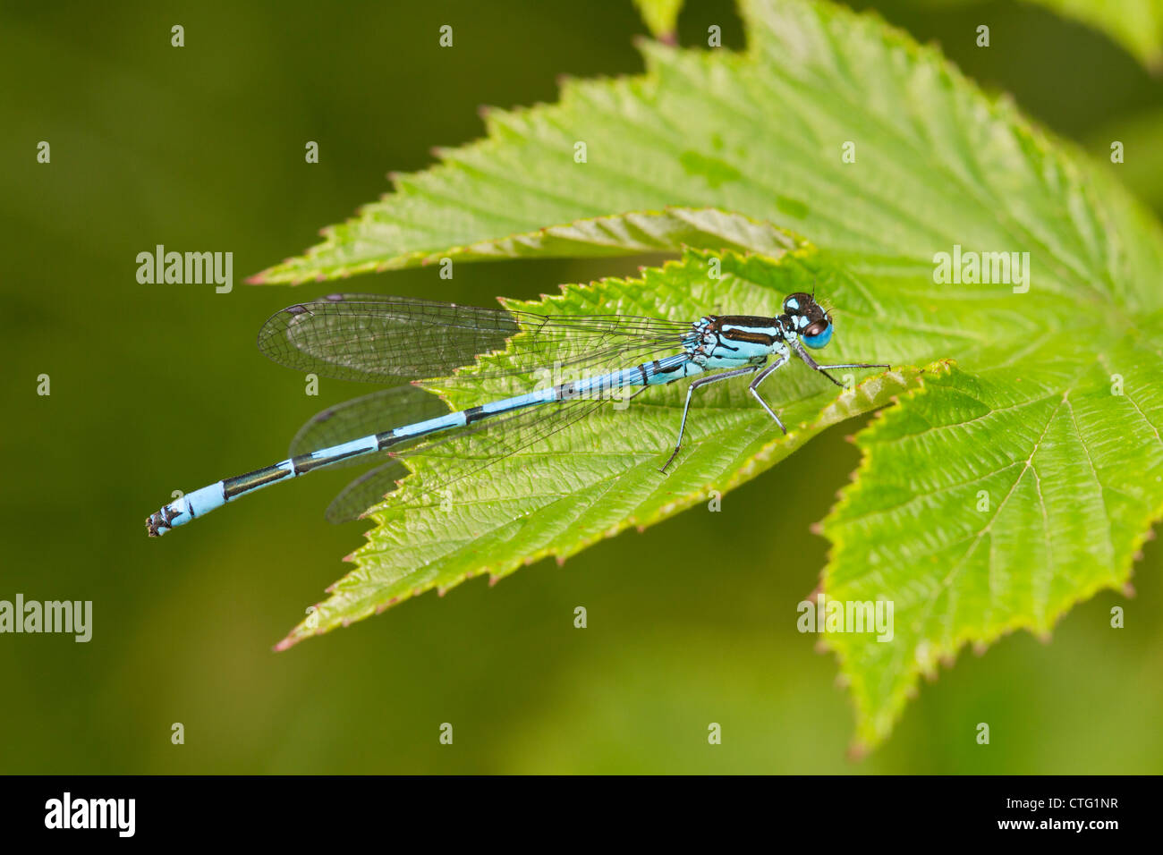 Beautiful blue damselfly hi-res stock photography and images - Alamy