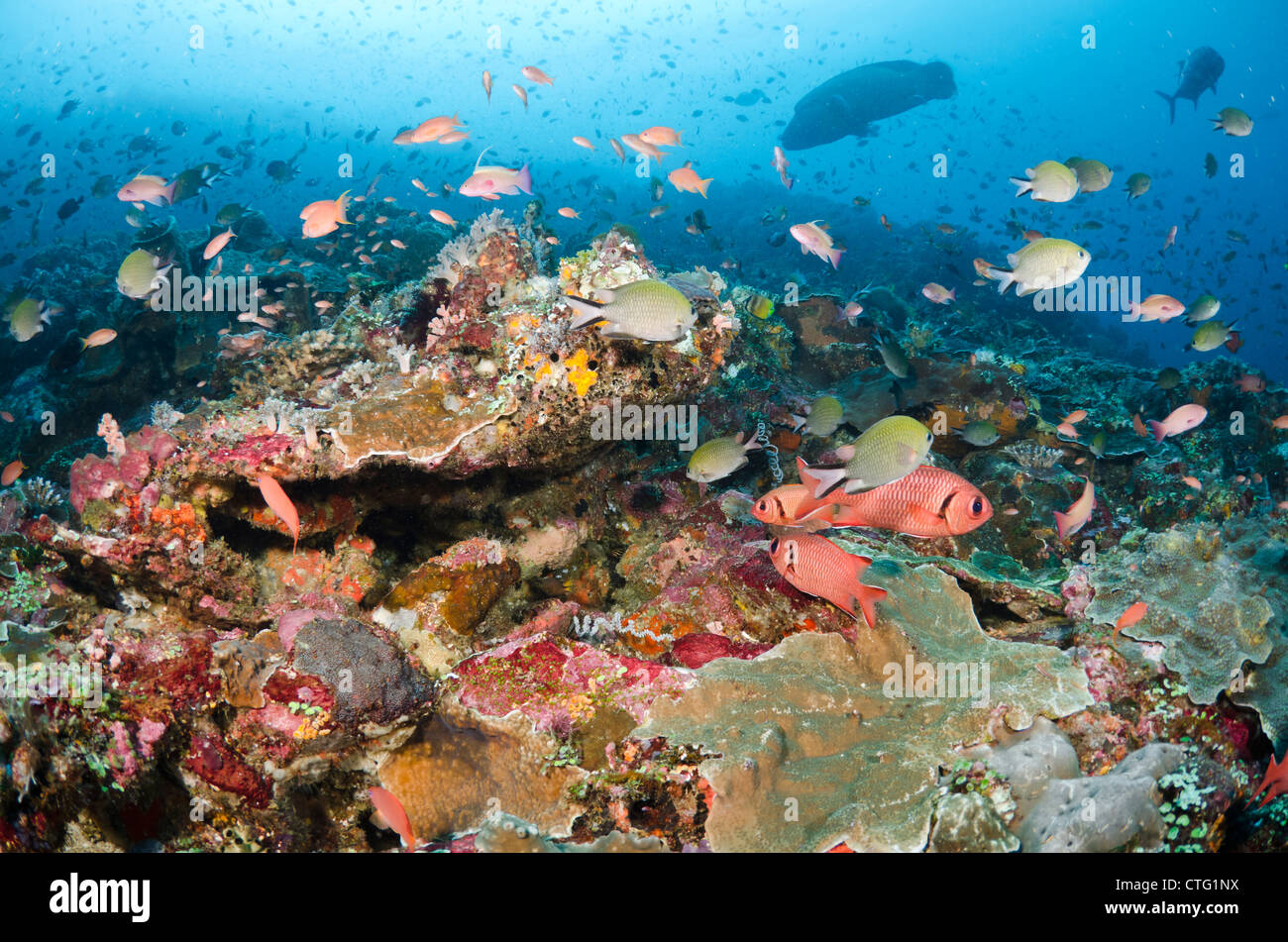 Indian ocean reef fish hi-res stock photography and images - Alamy