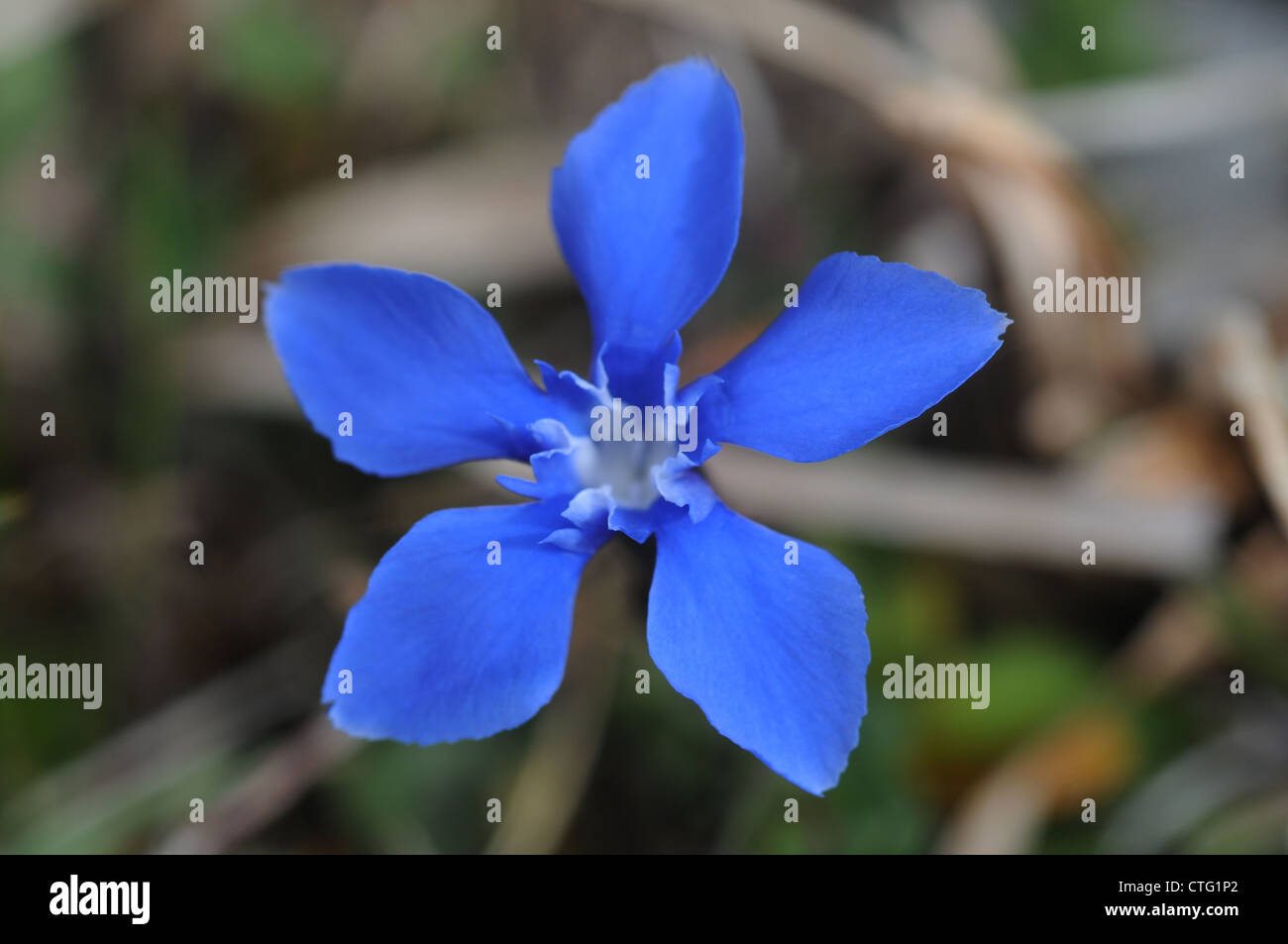 A close up shot of the Alpine Gentian Spring Gentian Gentiana verna ...