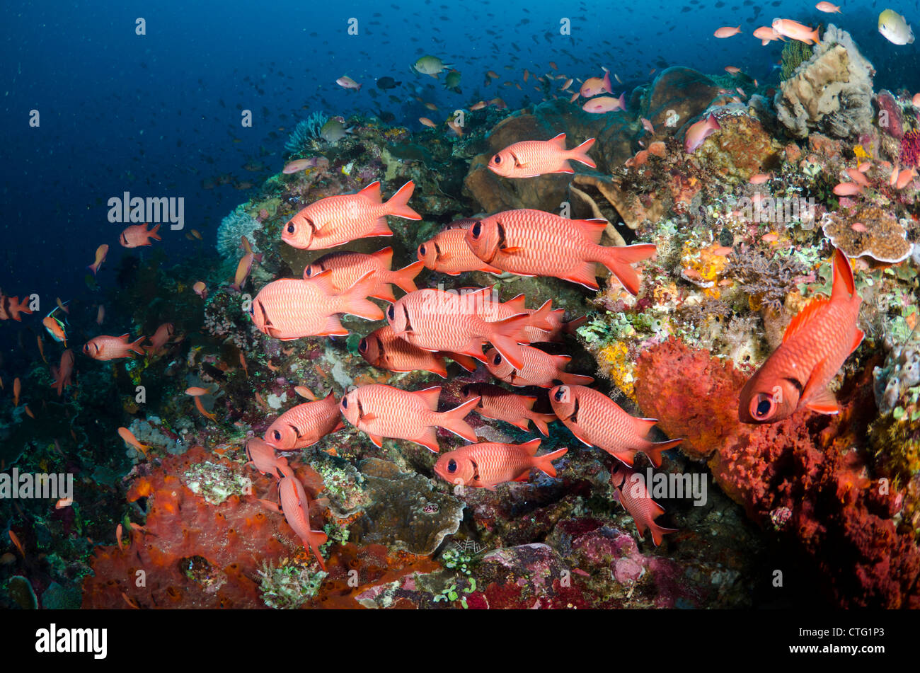 Tropical fish indonesia hi-res stock photography and images - Alamy