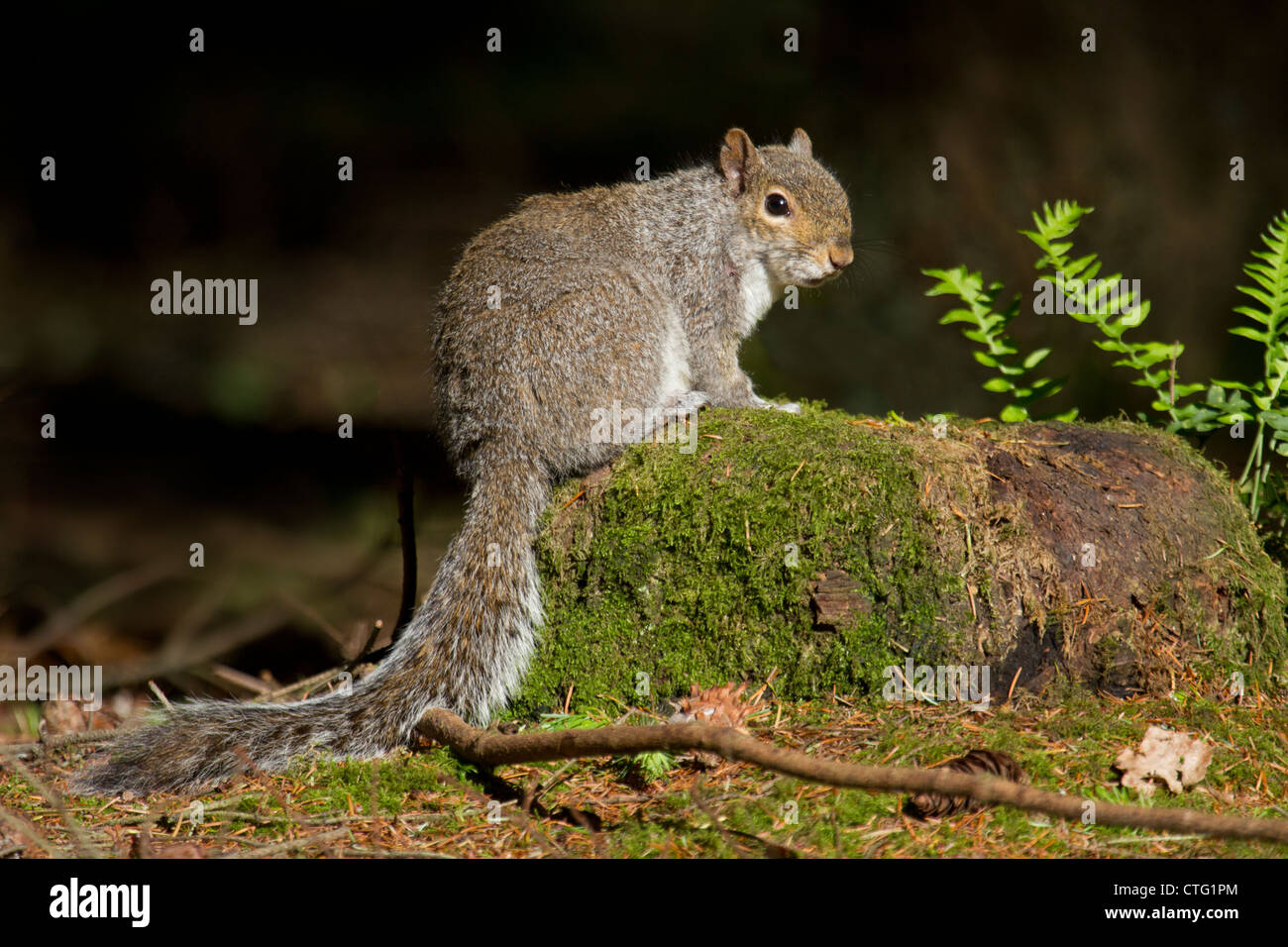 English squirrels hi-res stock photography and images - Alamy