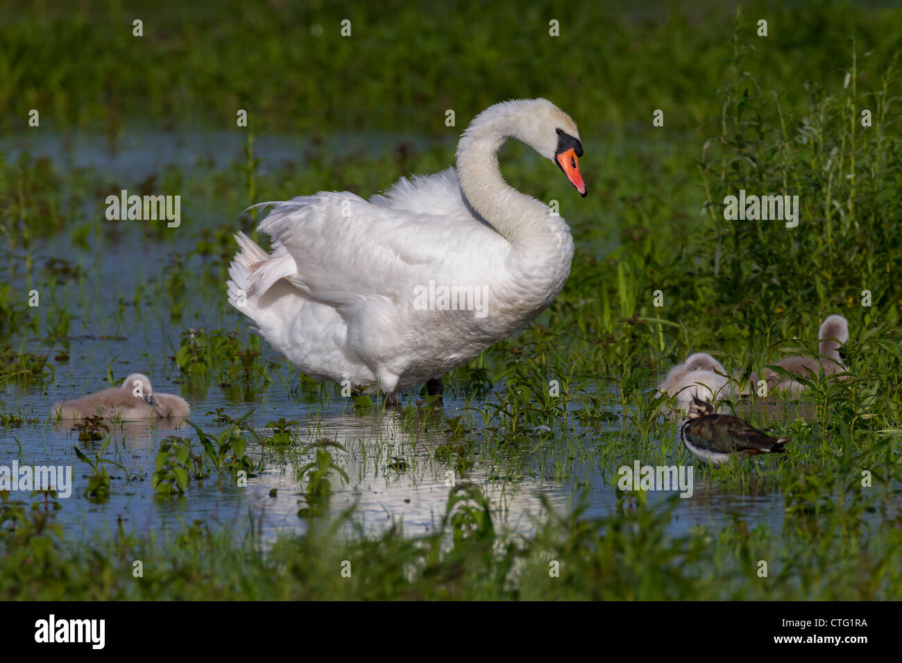 Mute Swan Cygnus olor (Anatidae) with Cygnets Stock Photo - Alamy