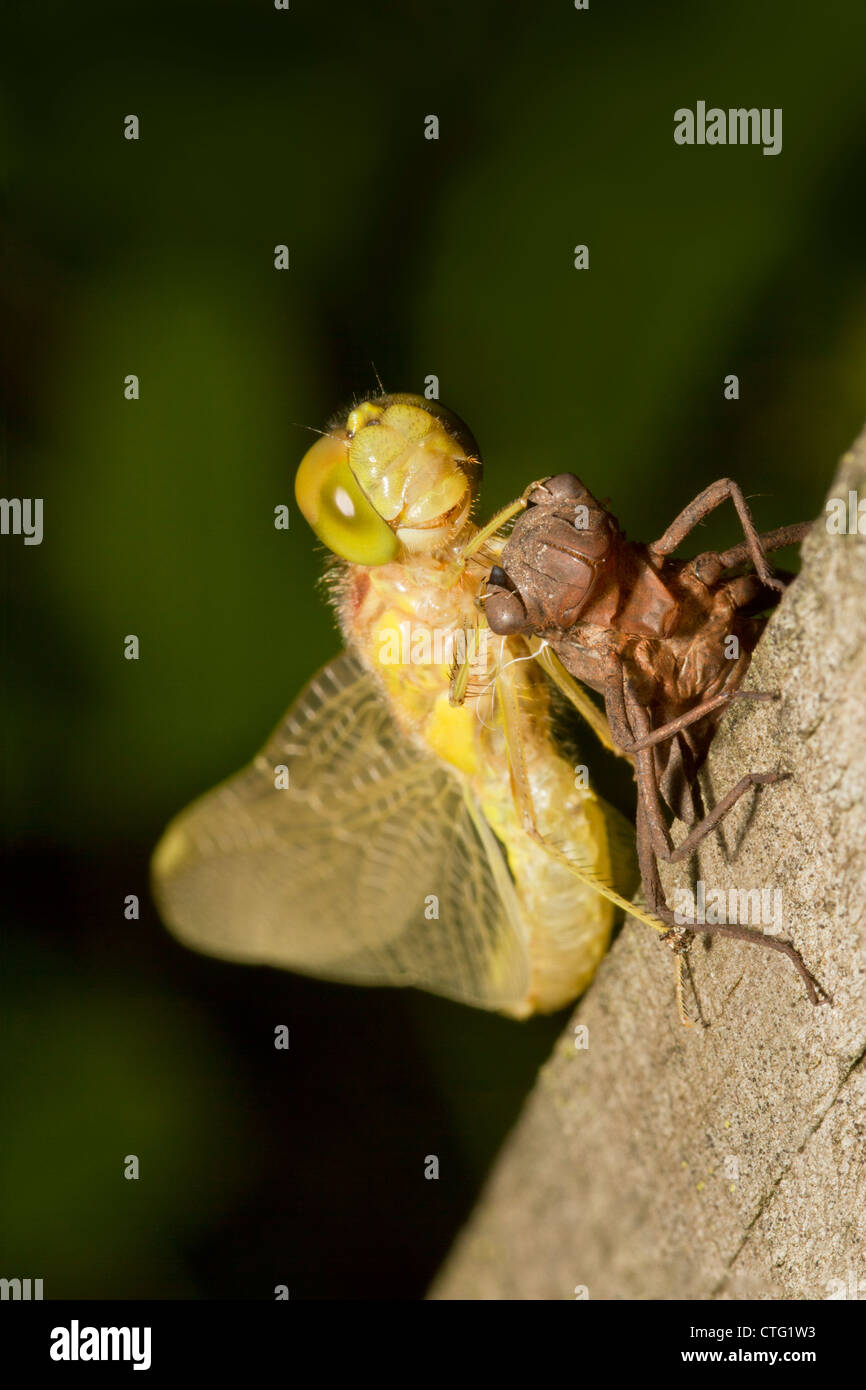 Dragonfly adult with its recently cast nymph exoskeleton Stock Photo ...