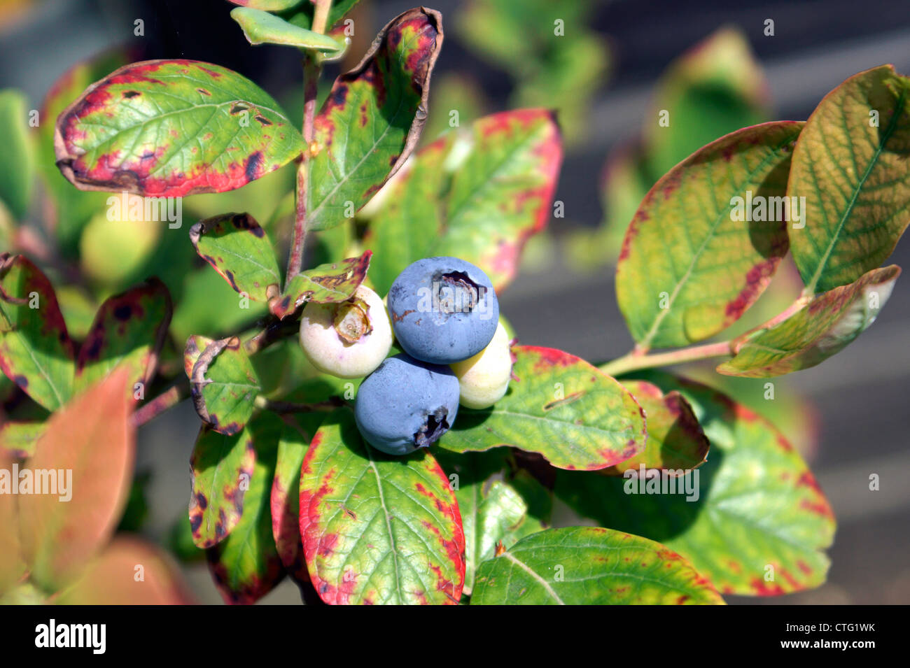 Lowbush blueberry leaves hi-res stock photography and images - Alamy