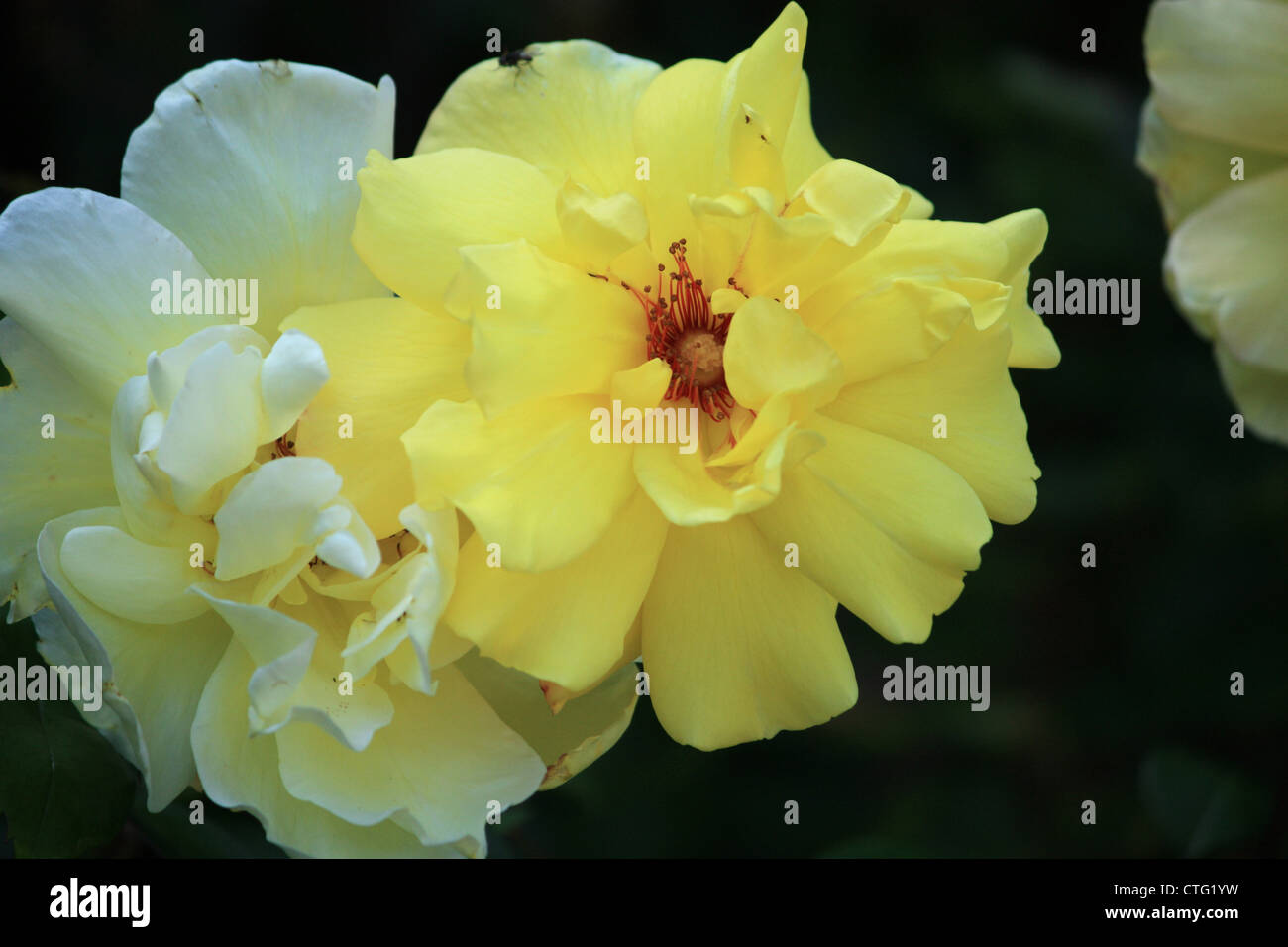 Rose (Golden Shower Stock Photo - Alamy