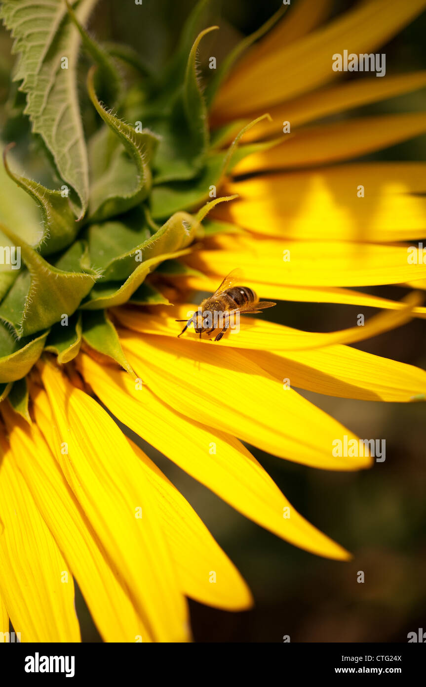 Beautiful little bee on hi-res stock photography and images - Alamy