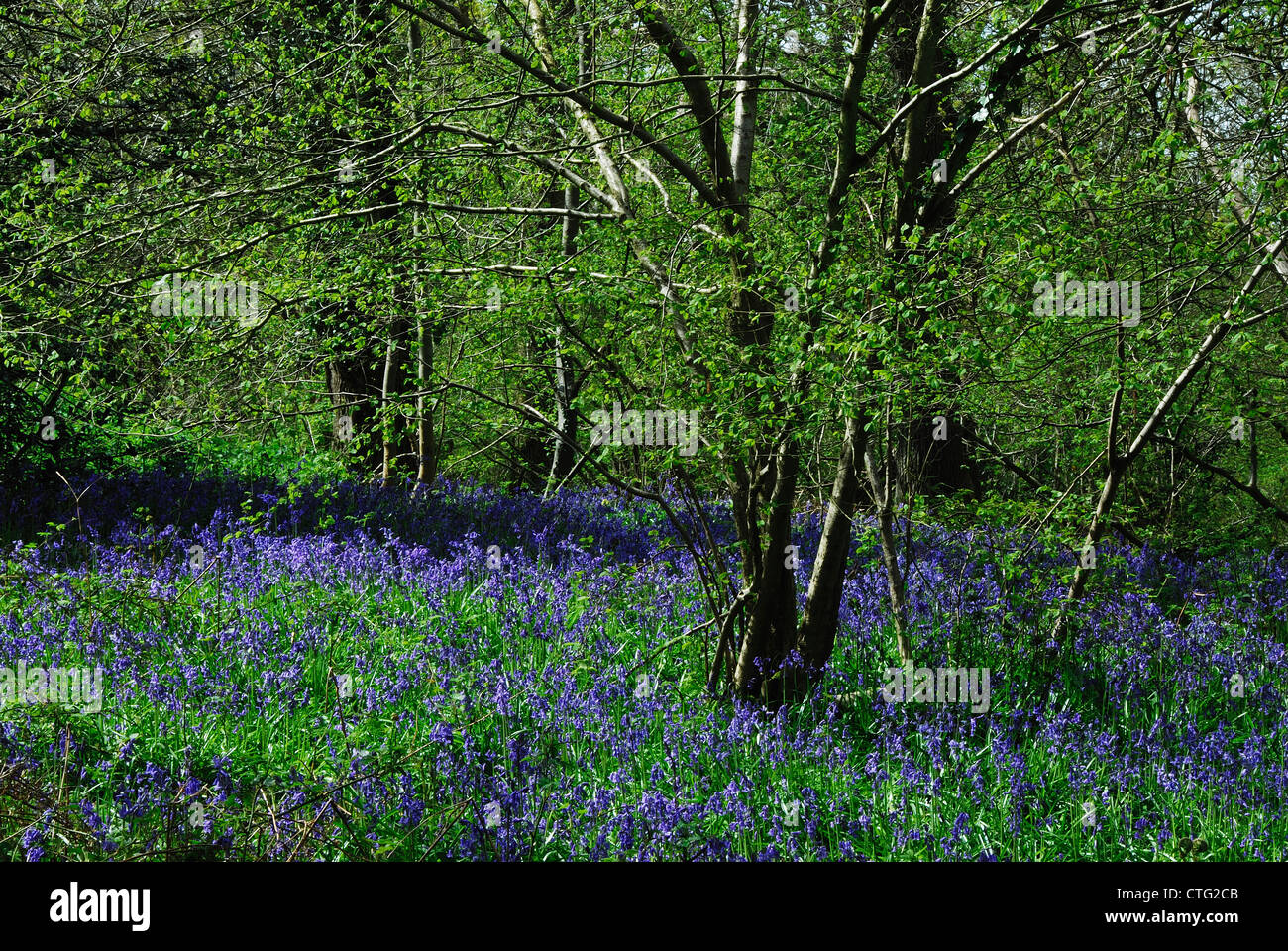 Bluebells spring hi-res stock photography and images - Alamy