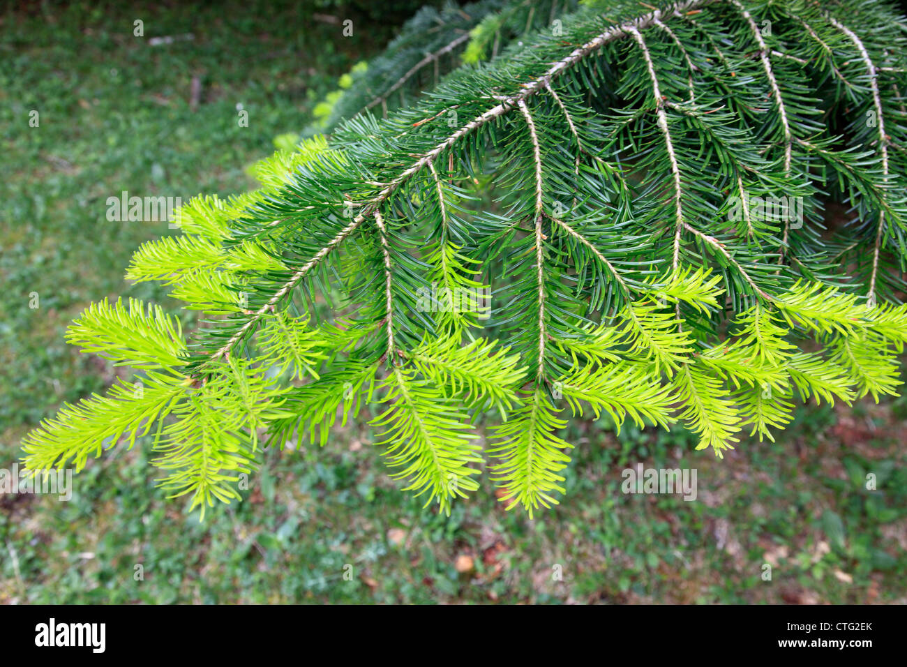 Spain, Aragon, Pyrenees, pine tree branch, Parque Nacional de Ordesa y ...