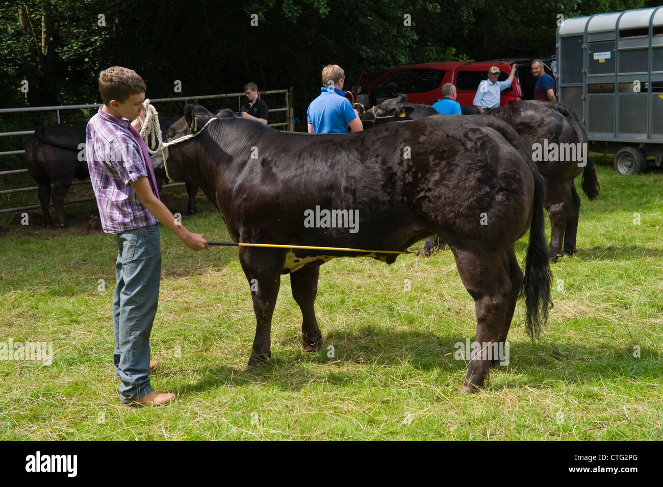 Man judging cattle hi-res stock photography and images - Alamy