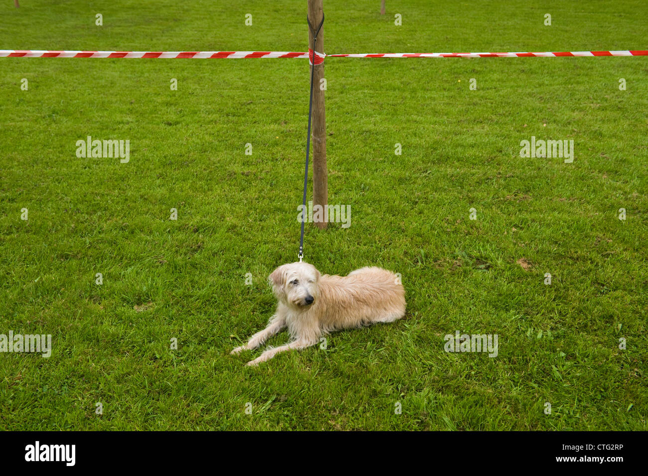 Judging dogs hi-res stock photography and images - Alamy