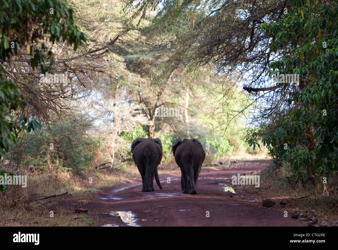 two elephants walking side by side in Tanzania Stock Photo - Alamy