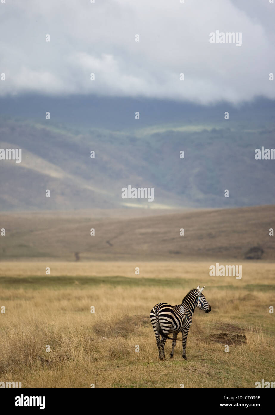 Alone zebras hi-res stock photography and images - Alamy