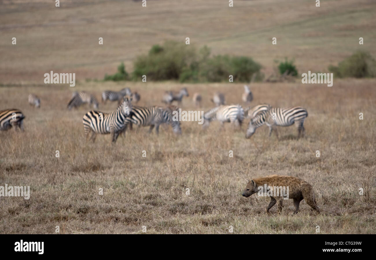 Hyena walking past herd of zebra in Tanzania Stock Photo - Alamy
