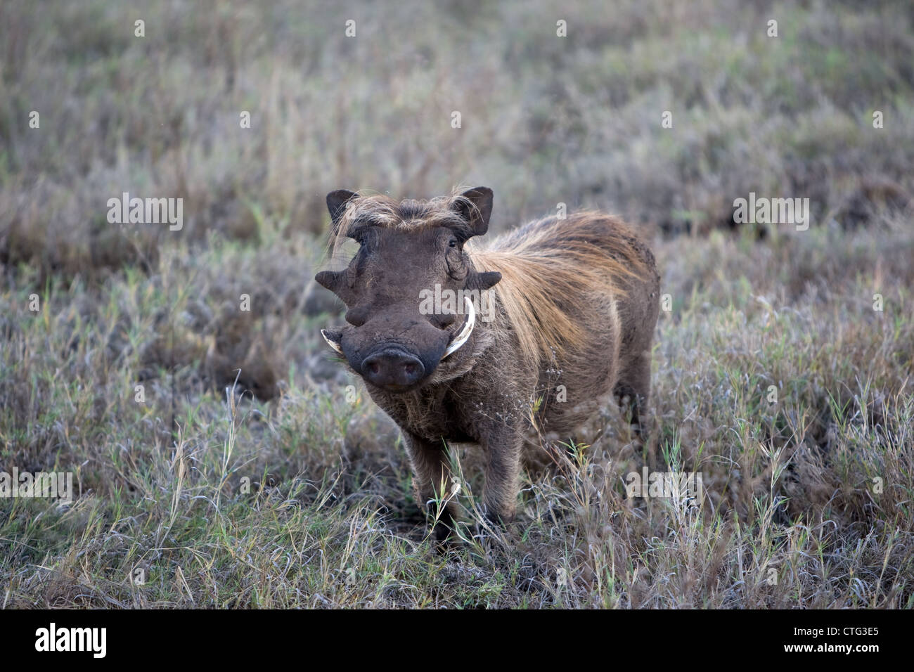 African wild boar hi-res stock photography and images - Alamy